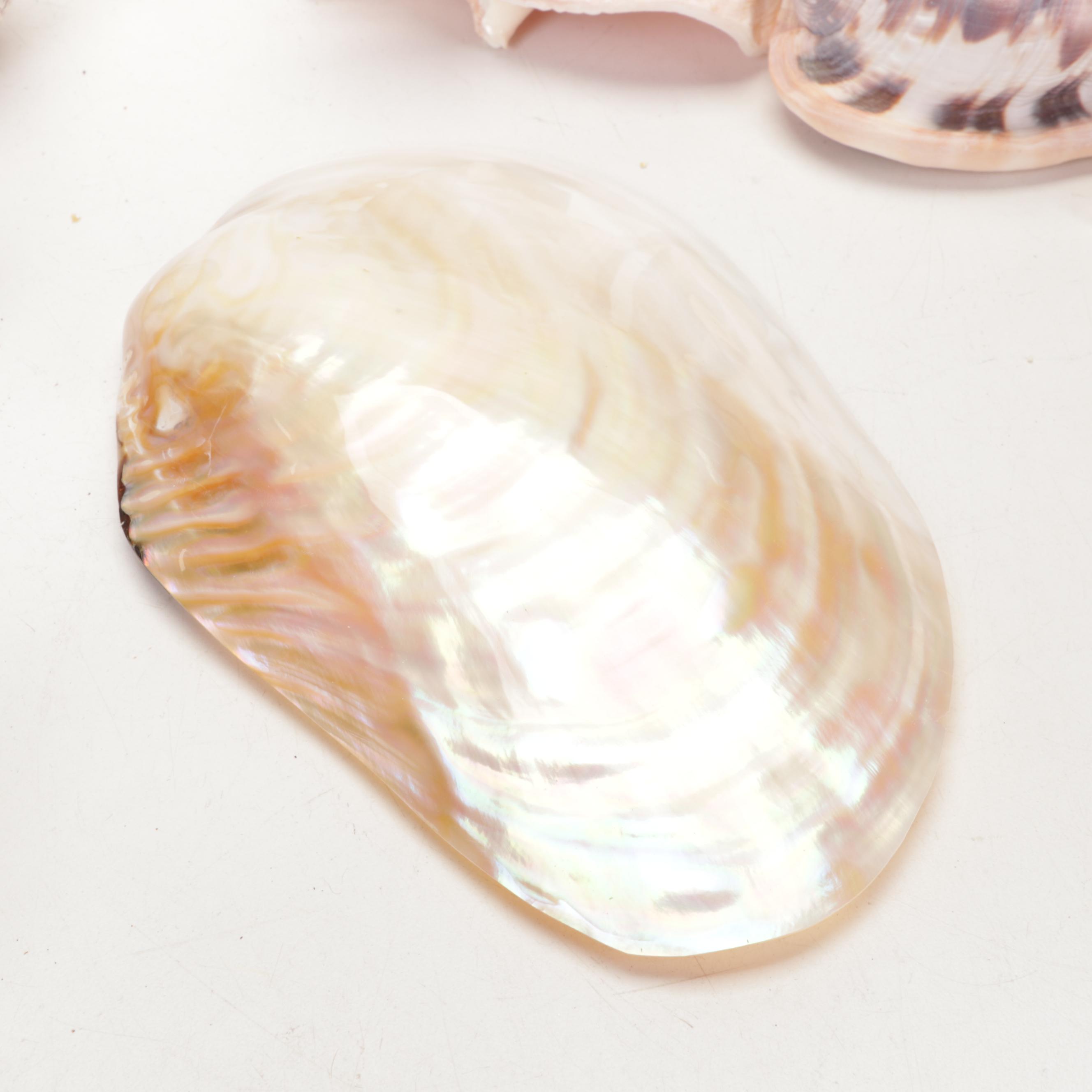 Abalone Shell, Sea Urchin, Harp Shell, Helmet Conch Marine Specimens | EBTH