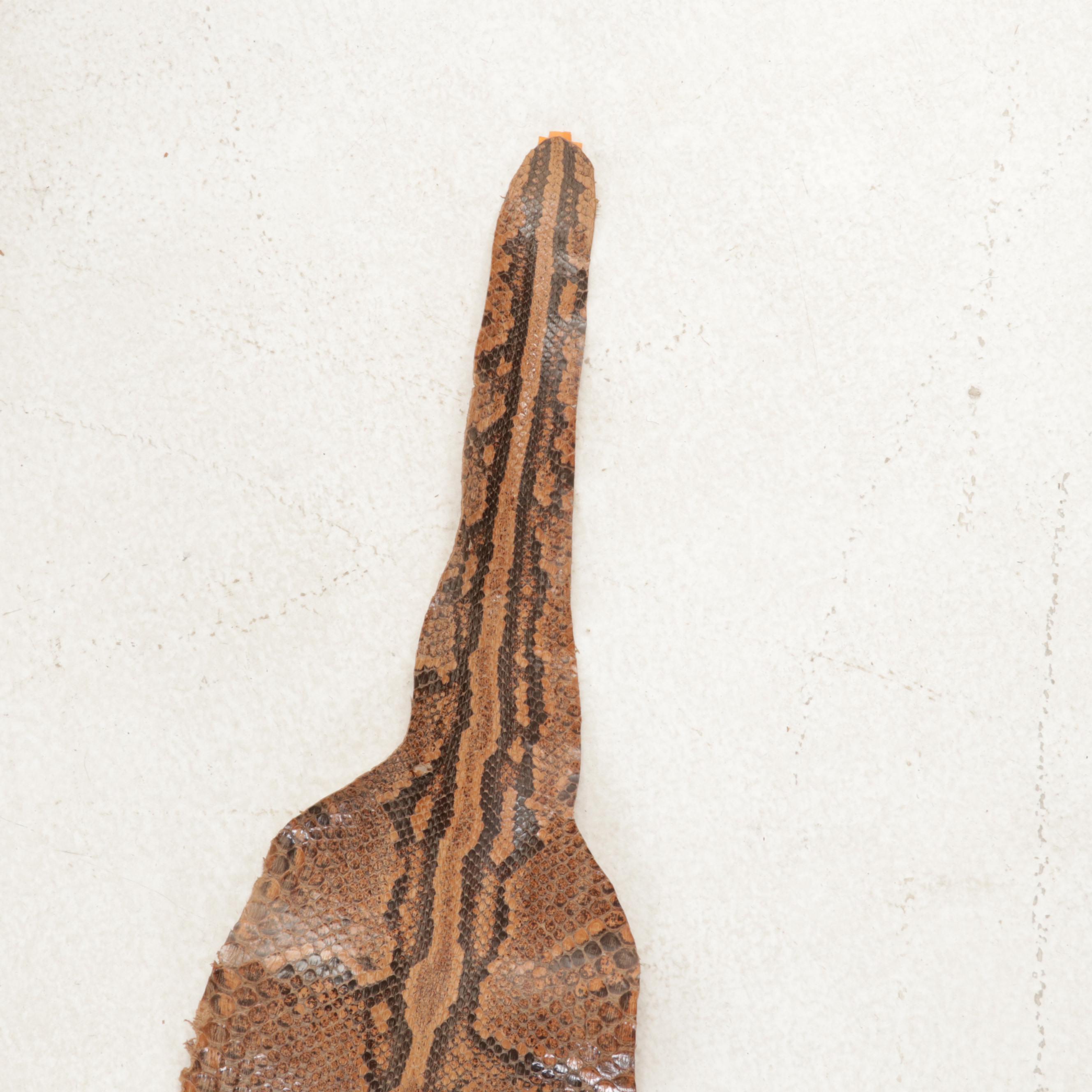 Ball Python Snakeskin Hide | EBTH