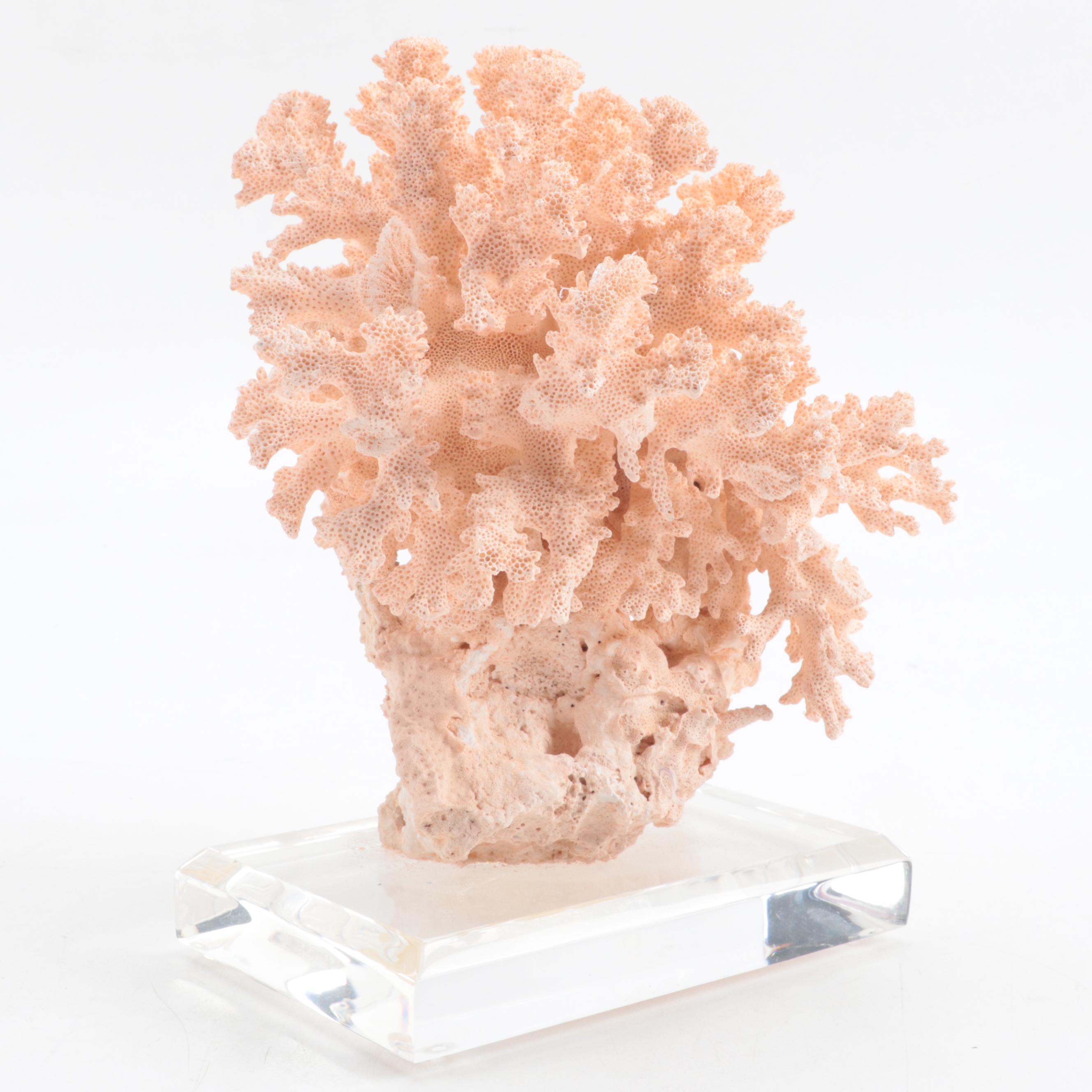 Scleractinian Elkhorn Stony Coral Specimen on Acrylic Stand | EBTH