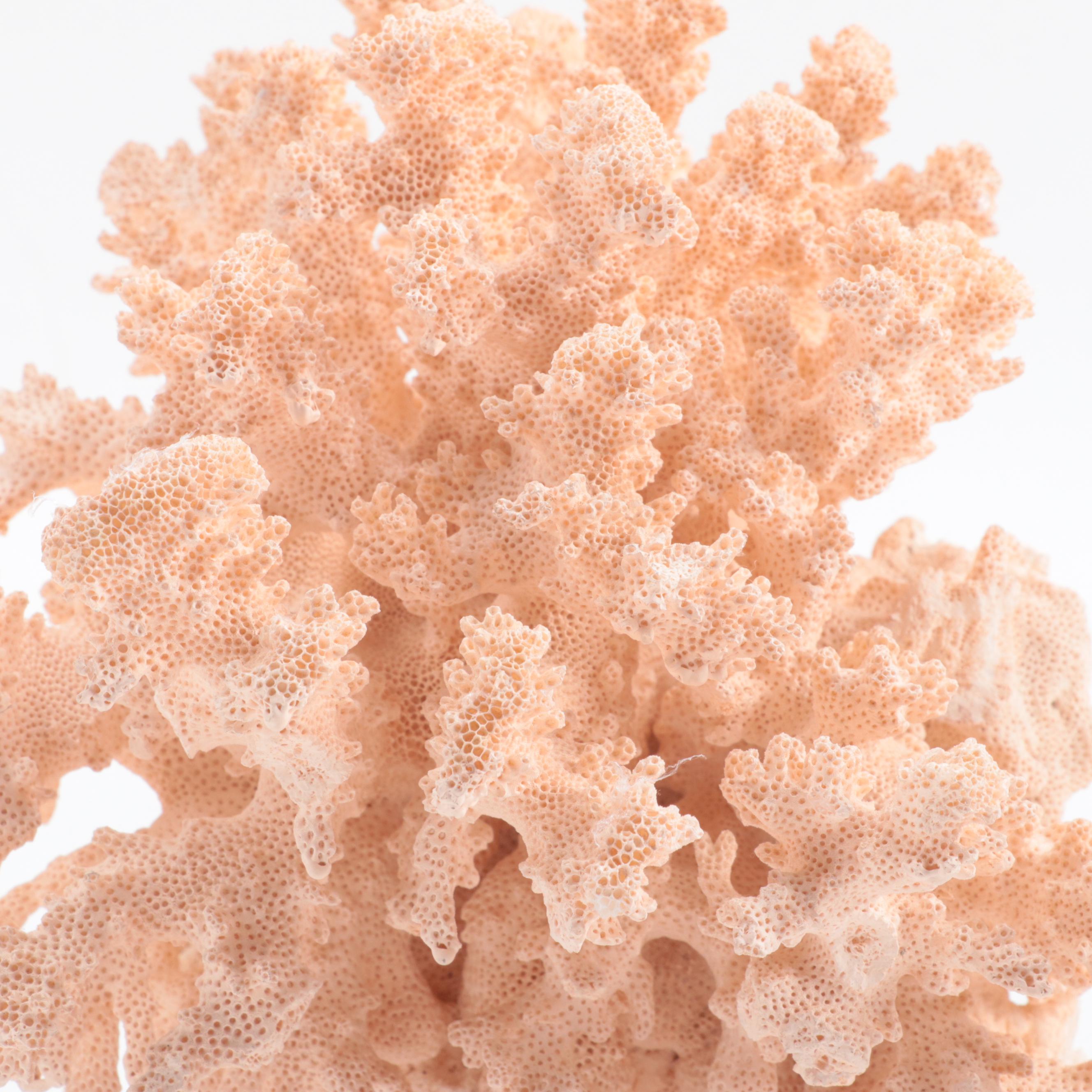 Scleractinian Elkhorn Stony Coral Specimen on Acrylic Stand | EBTH