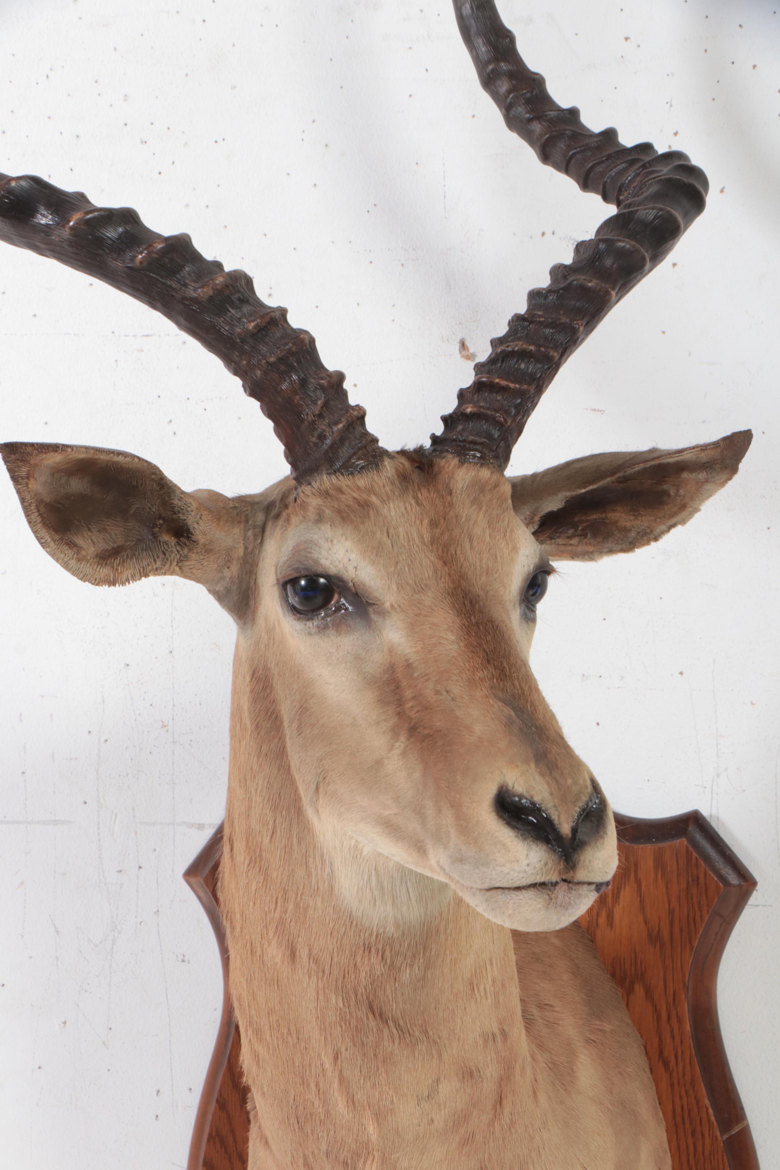 Taxidermy Impala Shoulder Mount | EBTH