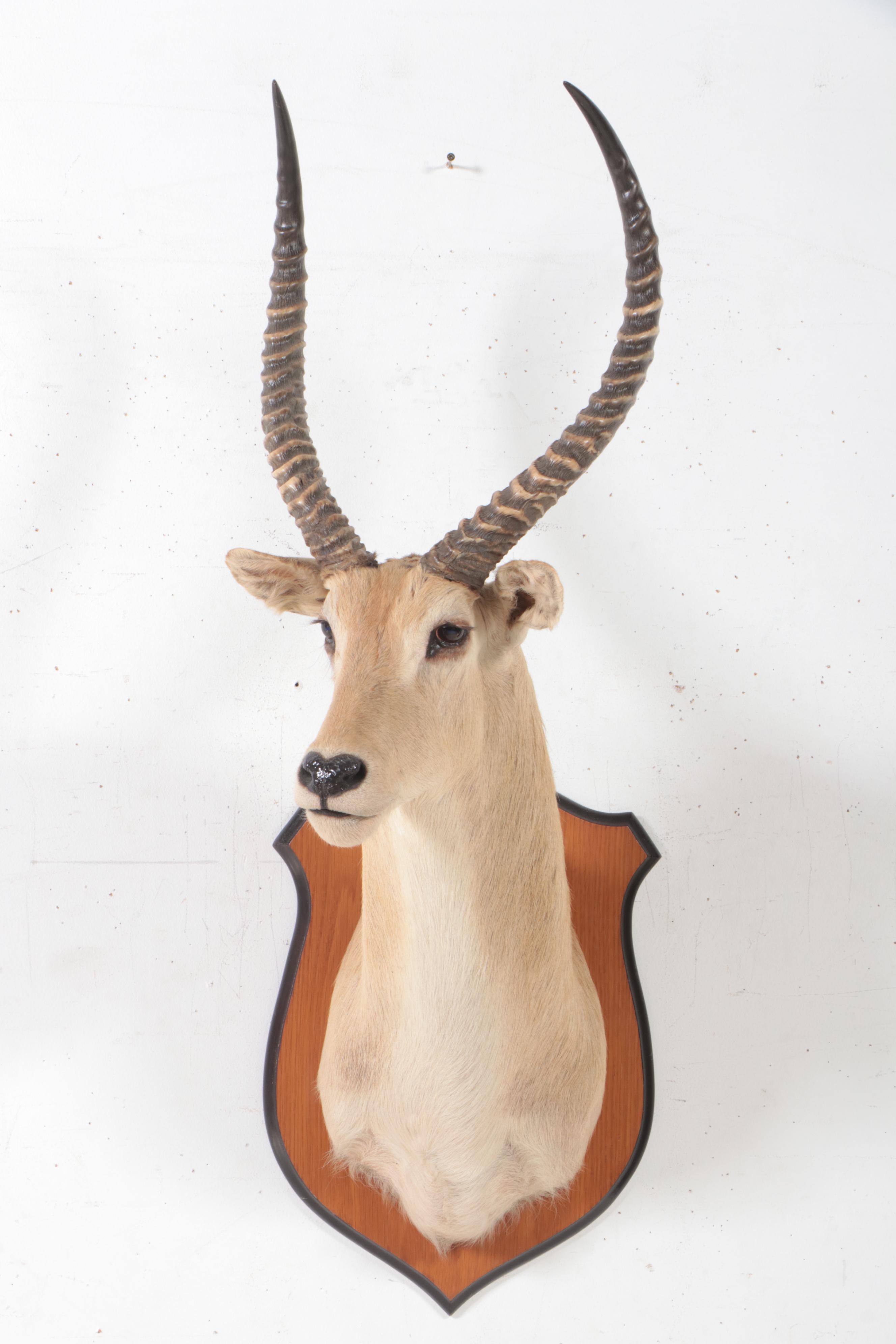 Taxidermy Common Lechwe Shoulder Mount | EBTH