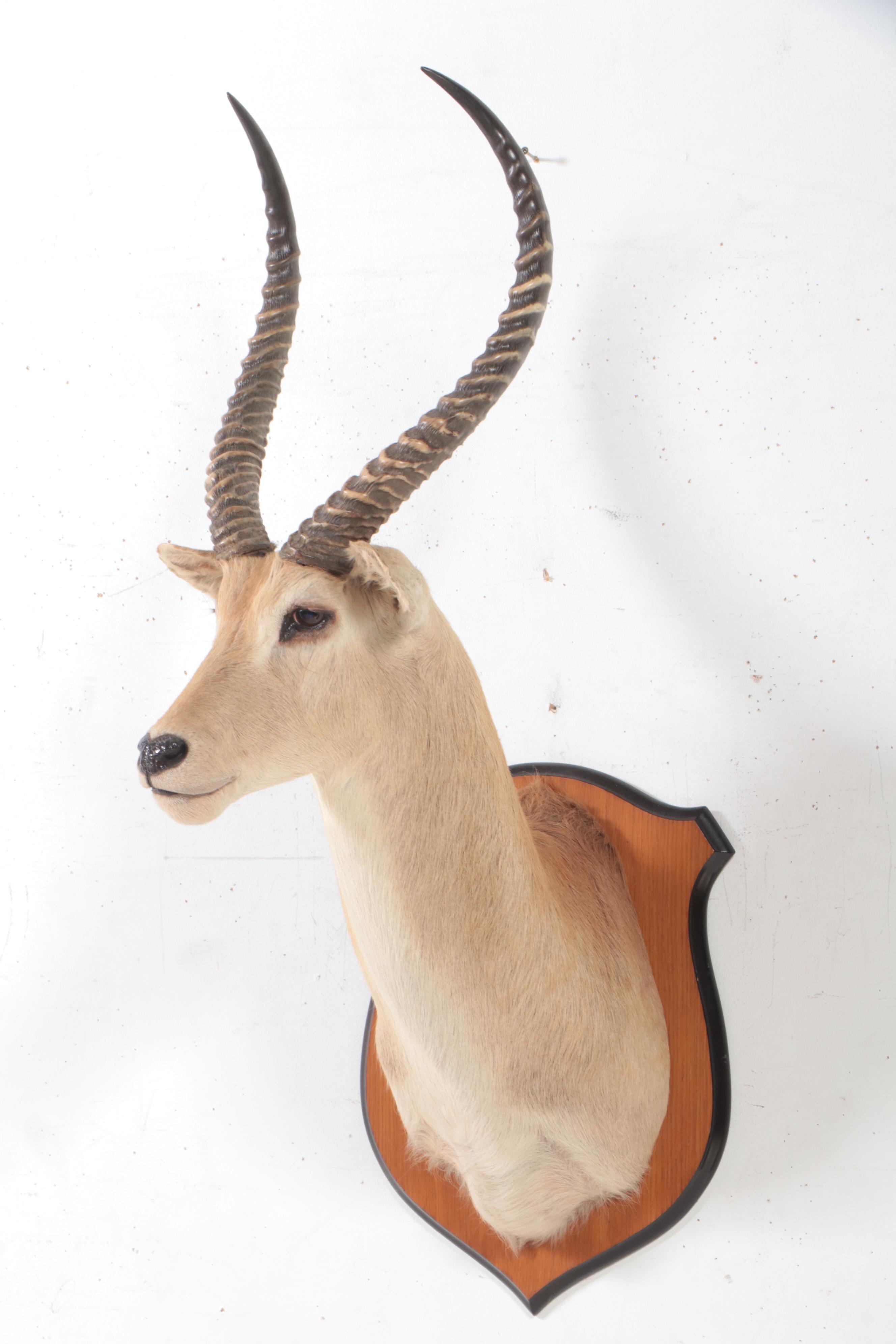 Taxidermy Common Lechwe Shoulder Mount | EBTH