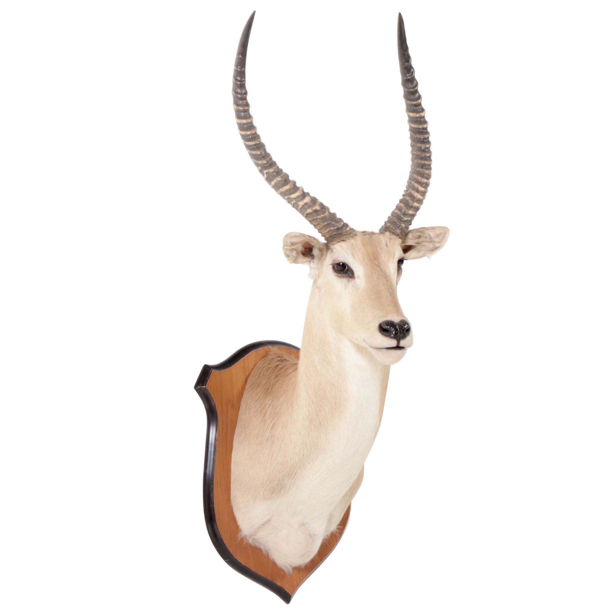 Taxidermy Common Lechwe Shoulder Mount | EBTH