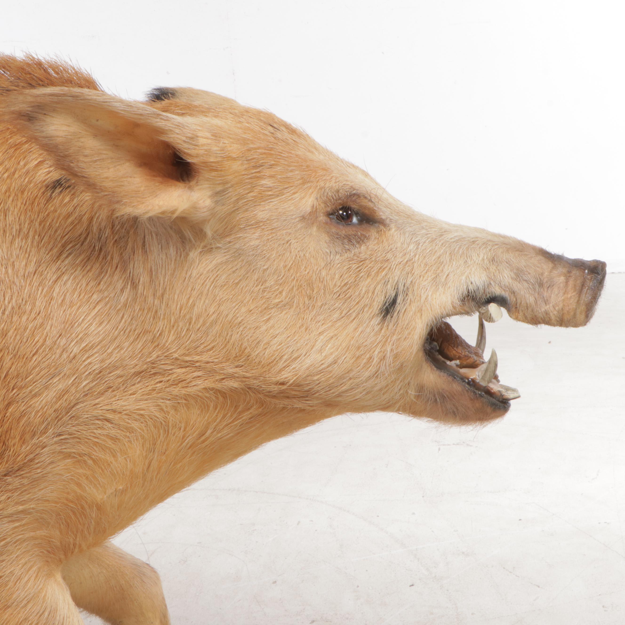 Taxidermy Spotted Feral Pig Full Body Mount | EBTH