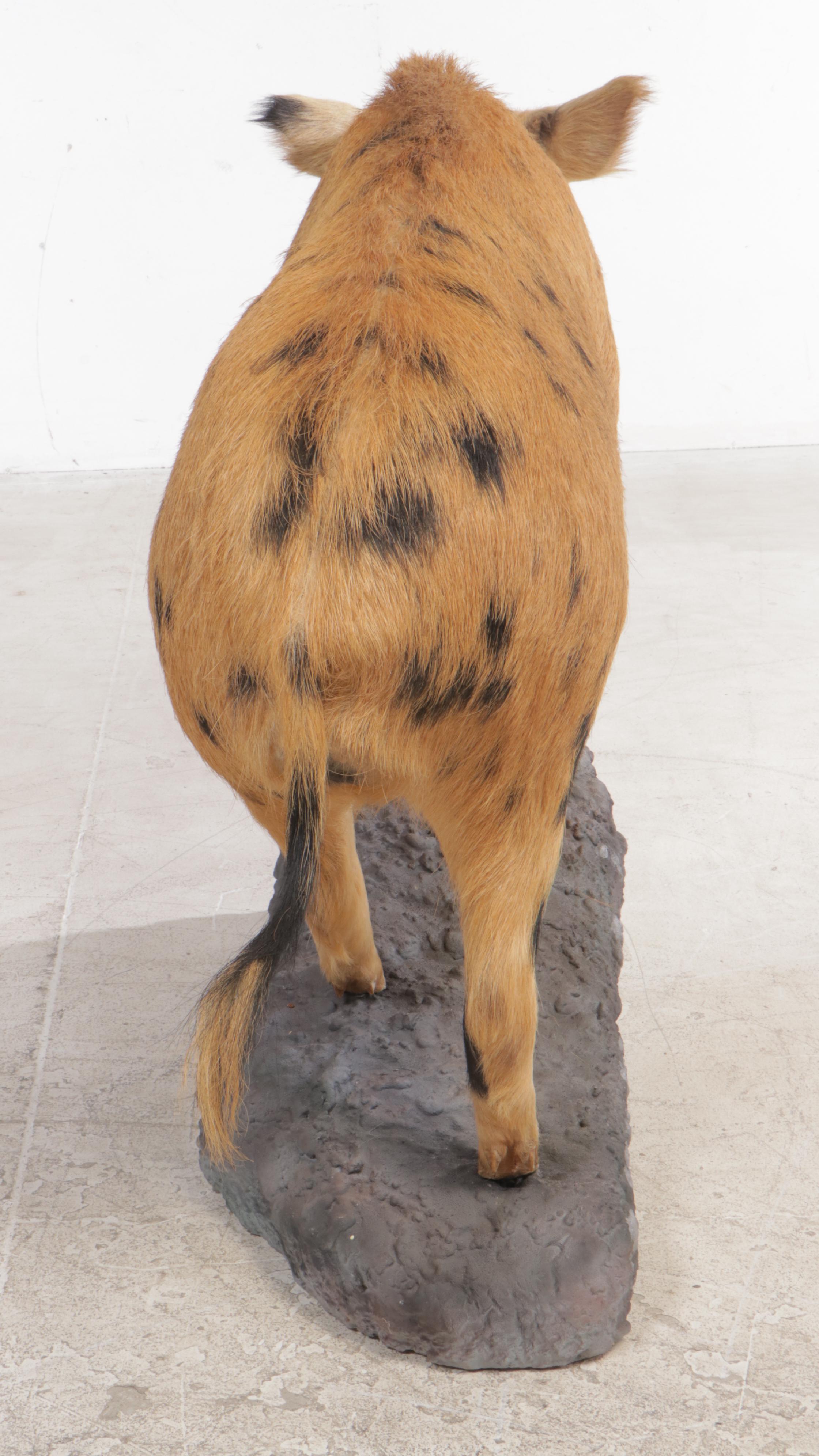 Taxidermy Spotted Feral Pig Full Body Mount | EBTH
