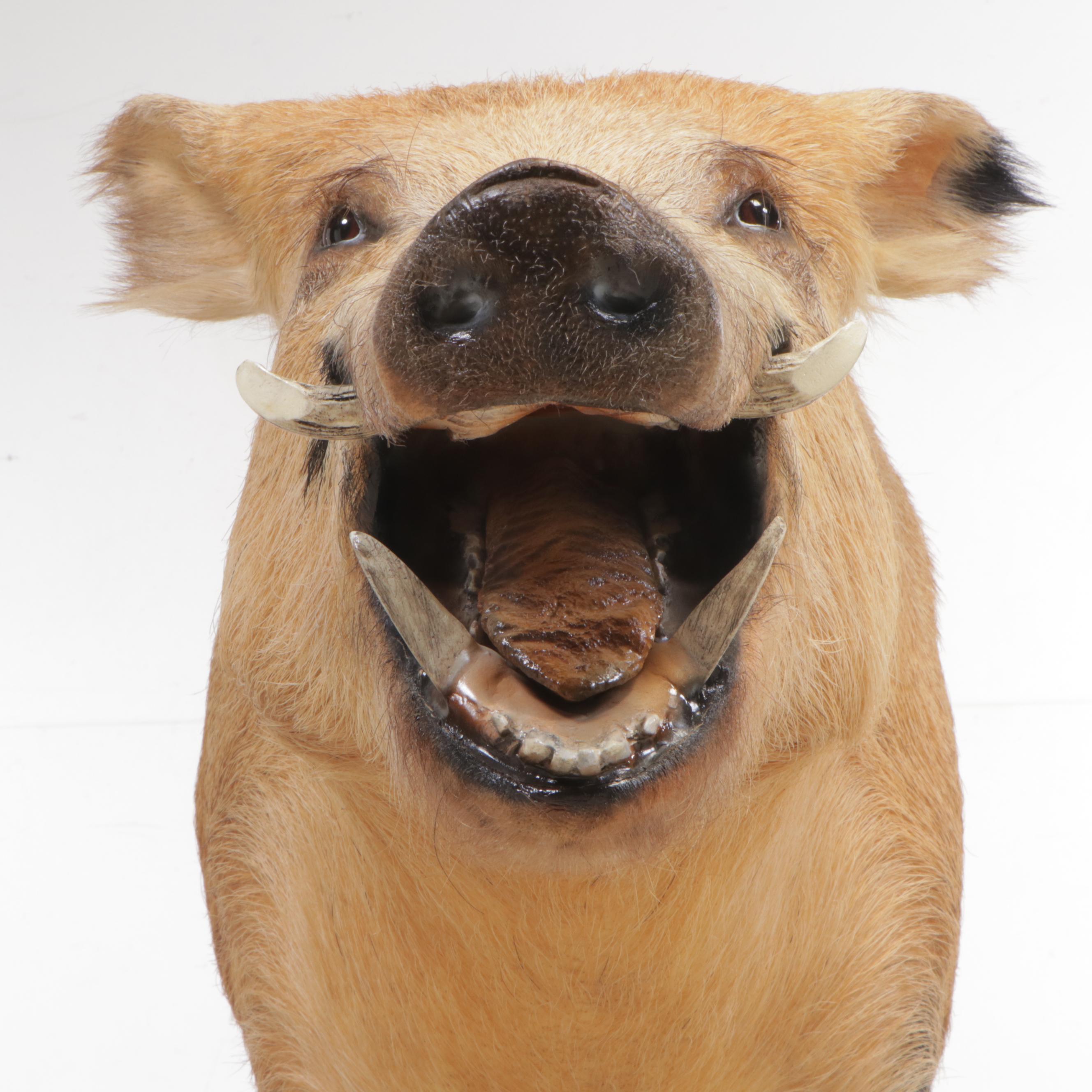 Taxidermy Spotted Feral Pig Full Body Mount | EBTH