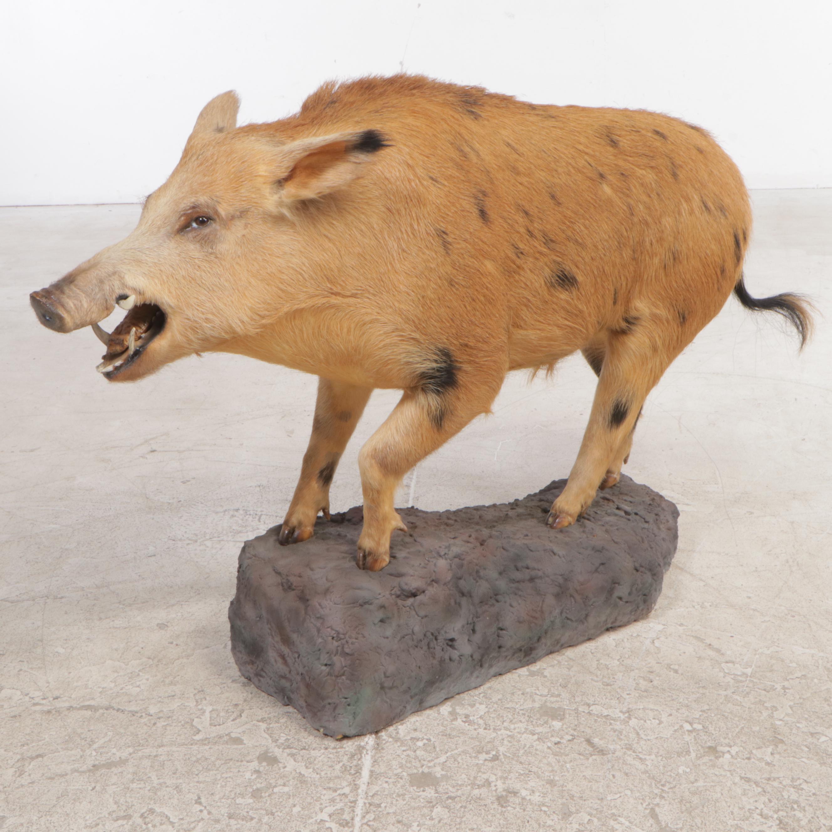 Taxidermy Spotted Feral Pig Full Body Mount | EBTH