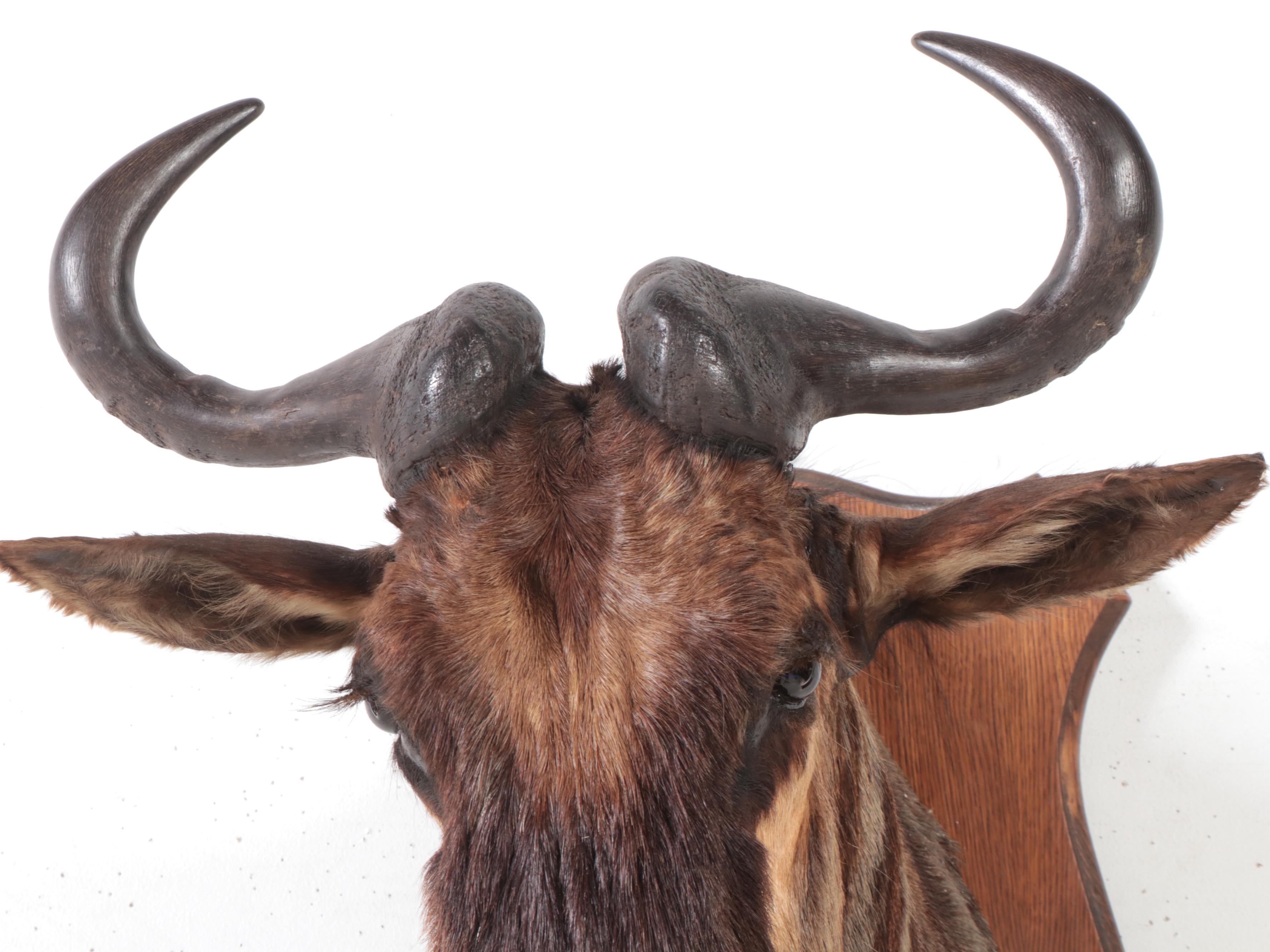 Taxidermy Blue Wildebeest Shoulder Mount | EBTH