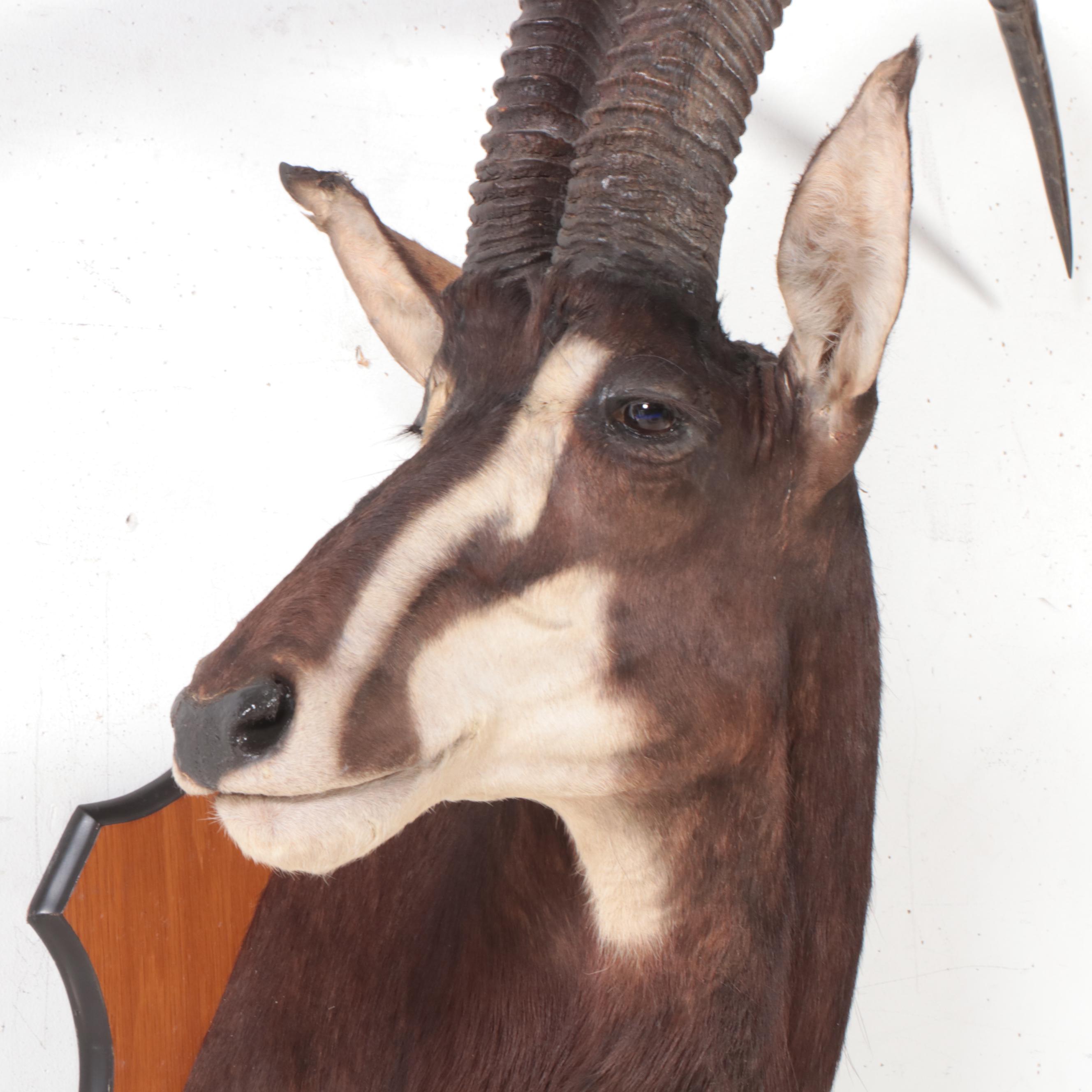Taxidermy Sable Antelope Shoulder Mount | EBTH