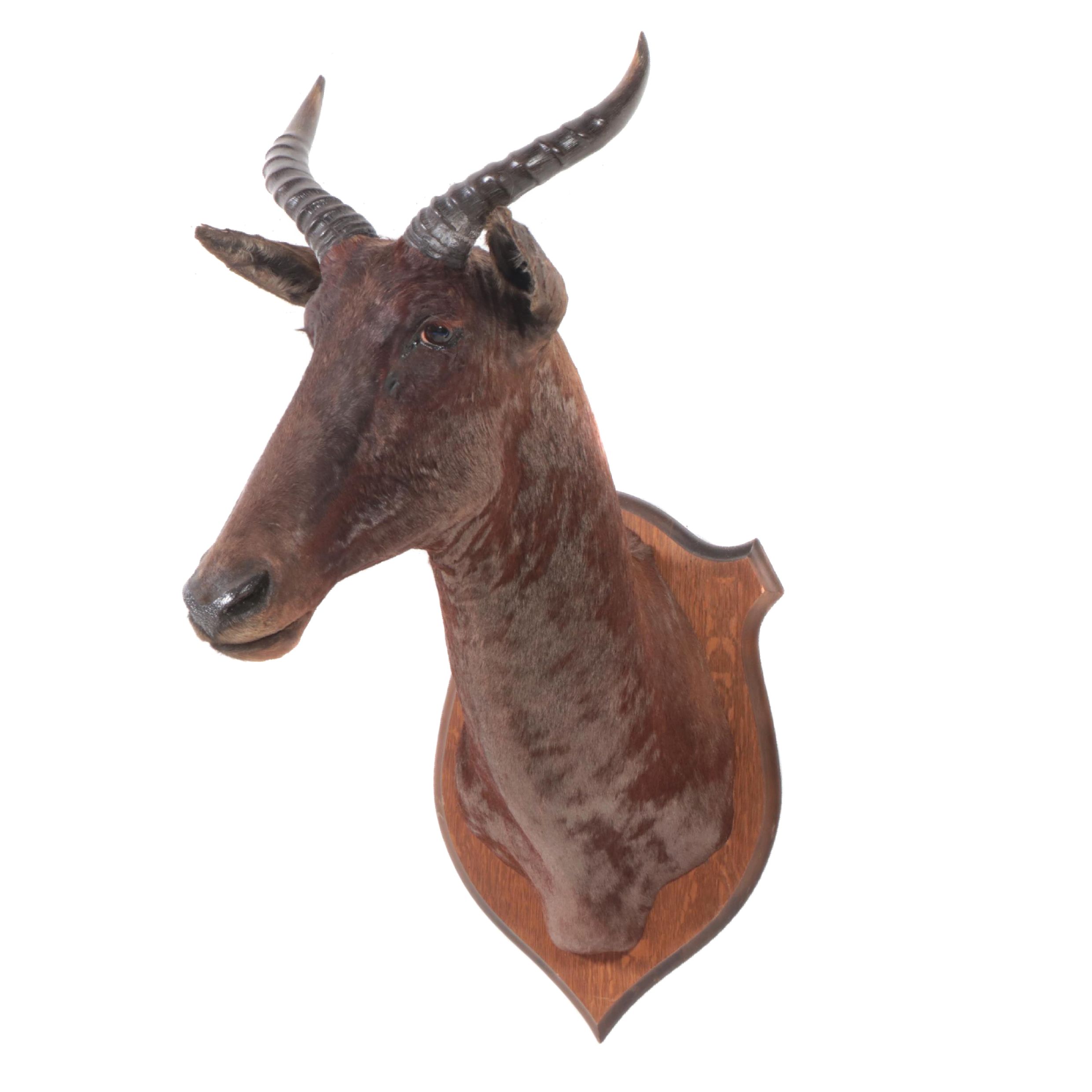 Taxidermy Common Tsessebe Shoulder Mount | EBTH