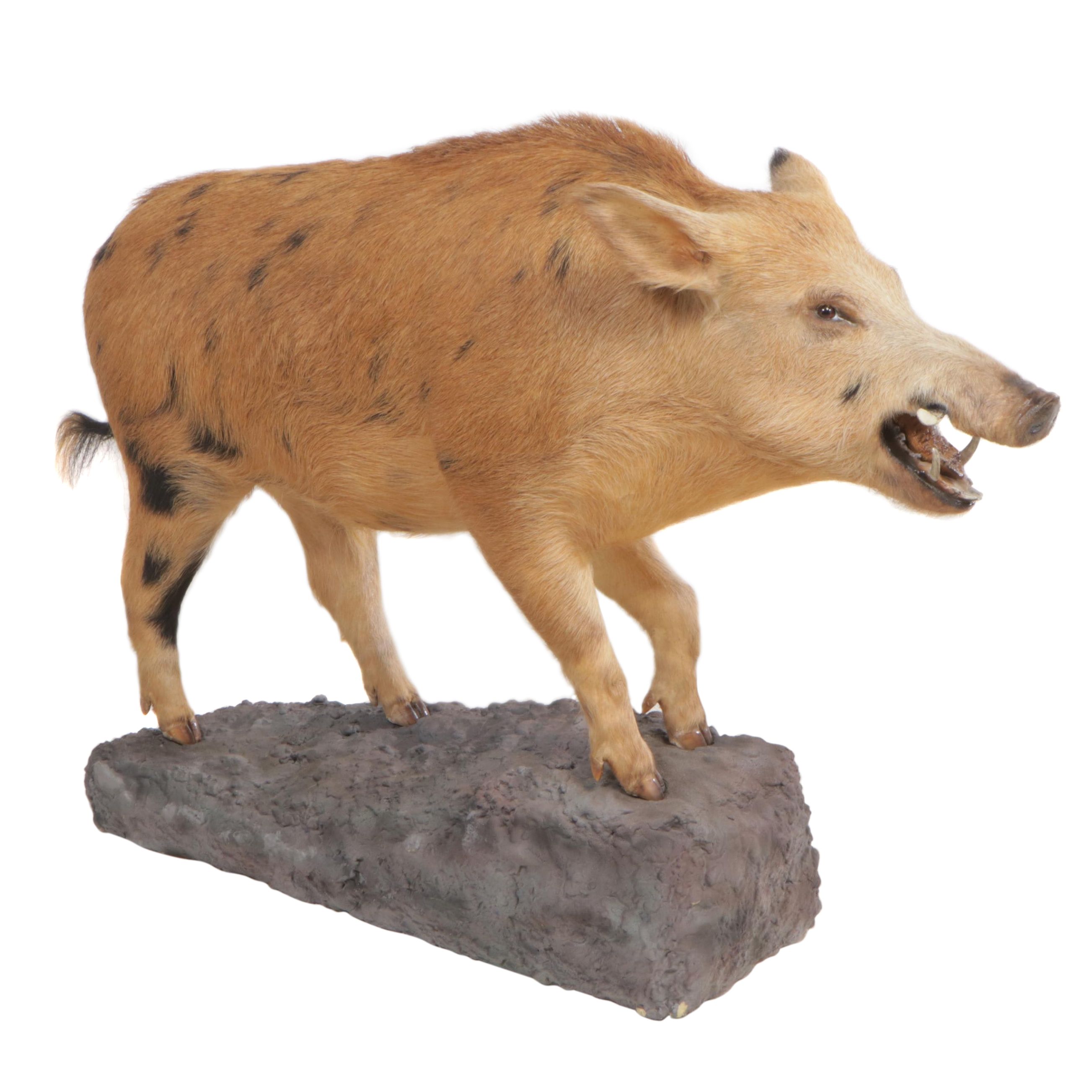 Taxidermy Spotted Feral Pig Full Body Mount | EBTH