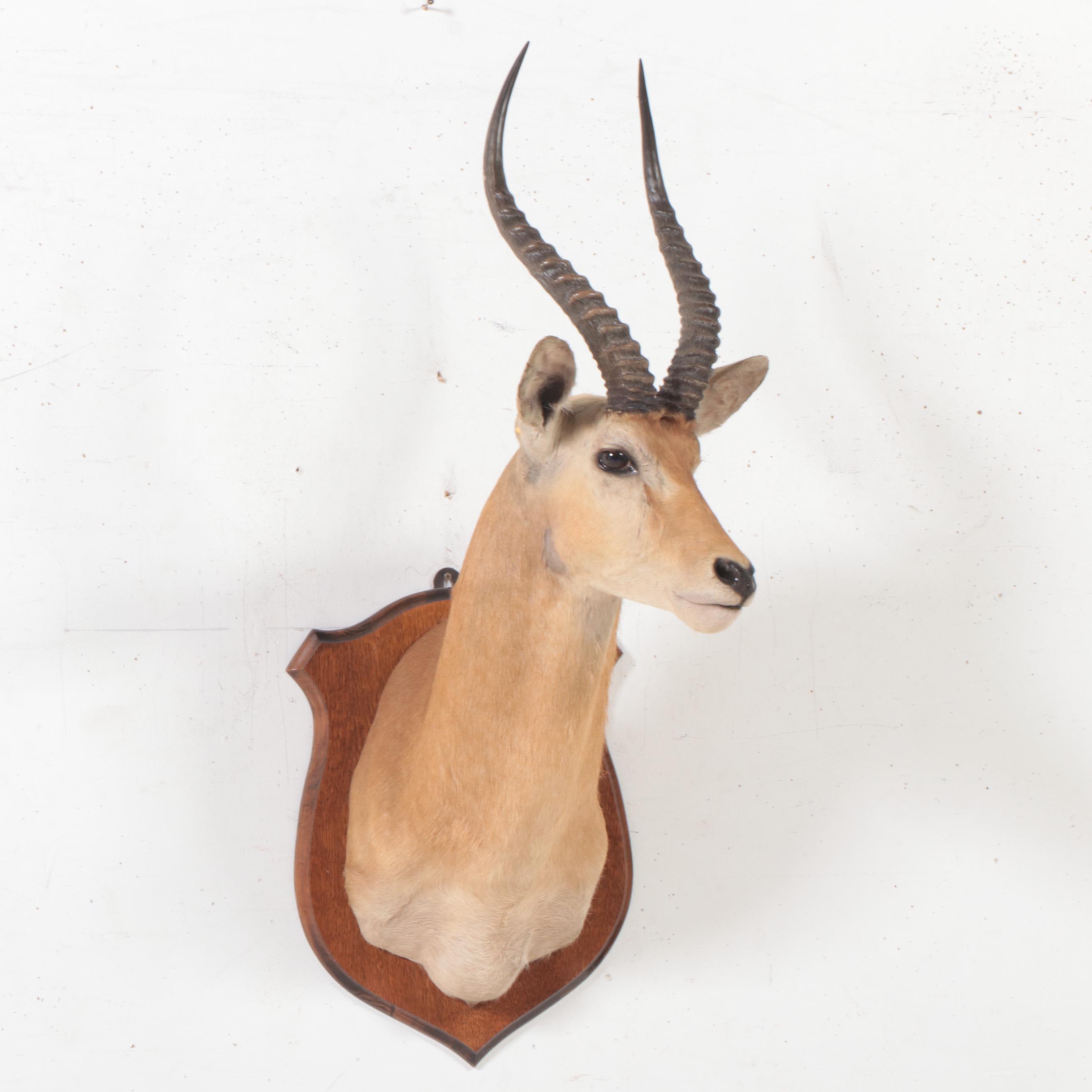 Taxidermy Common Lechwe Shoulder Mount | EBTH