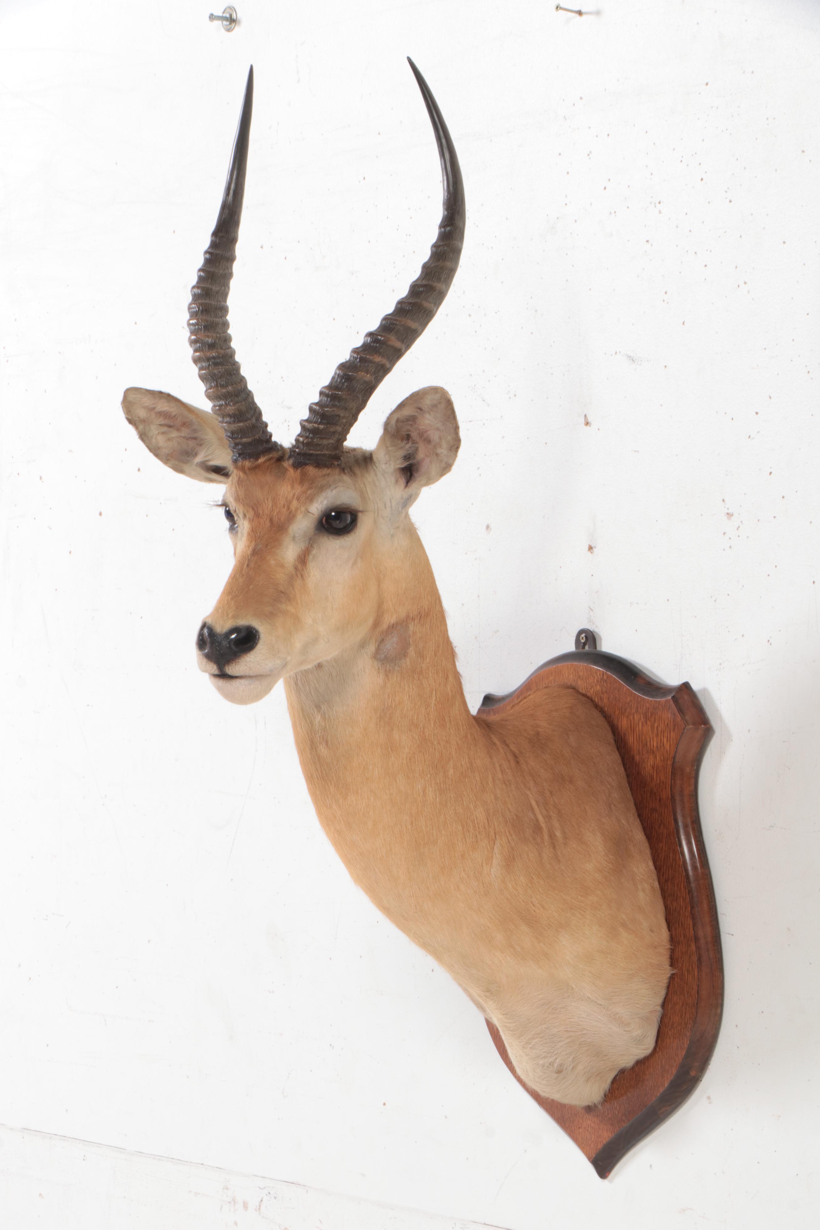 Taxidermy Common Lechwe Shoulder Mount | EBTH