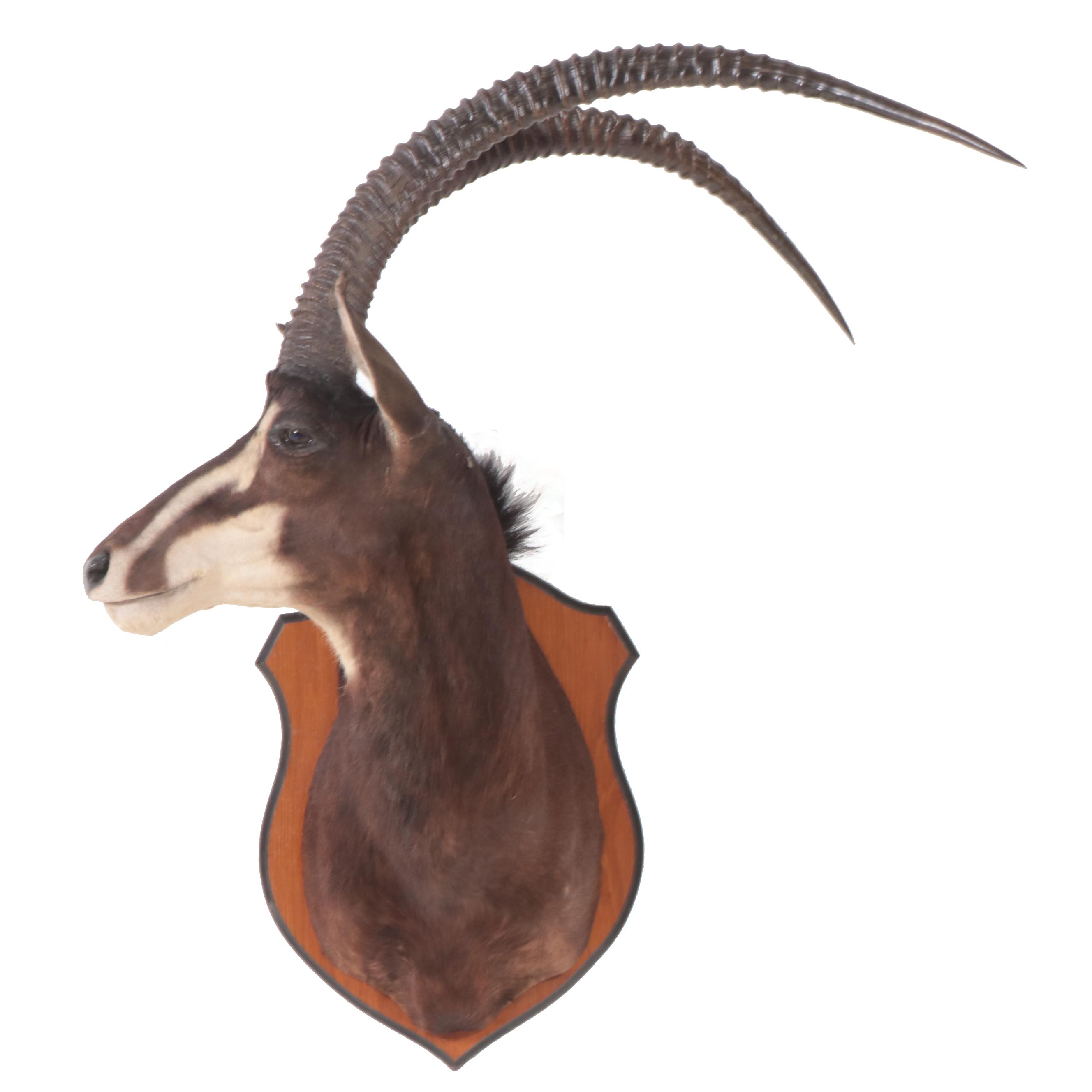 Taxidermy Sable Antelope Shoulder Mount | EBTH