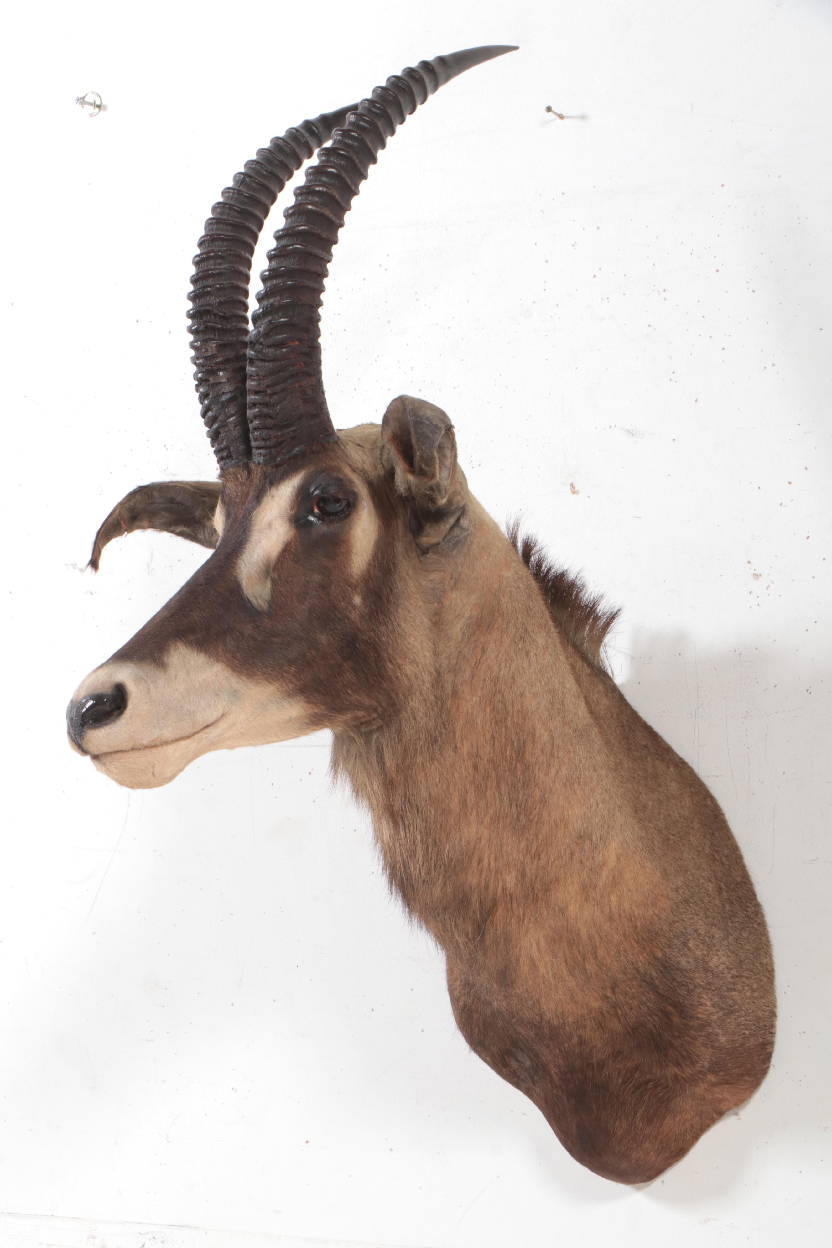 Taxidermy Roan Antelope Shoulder Mount | EBTH