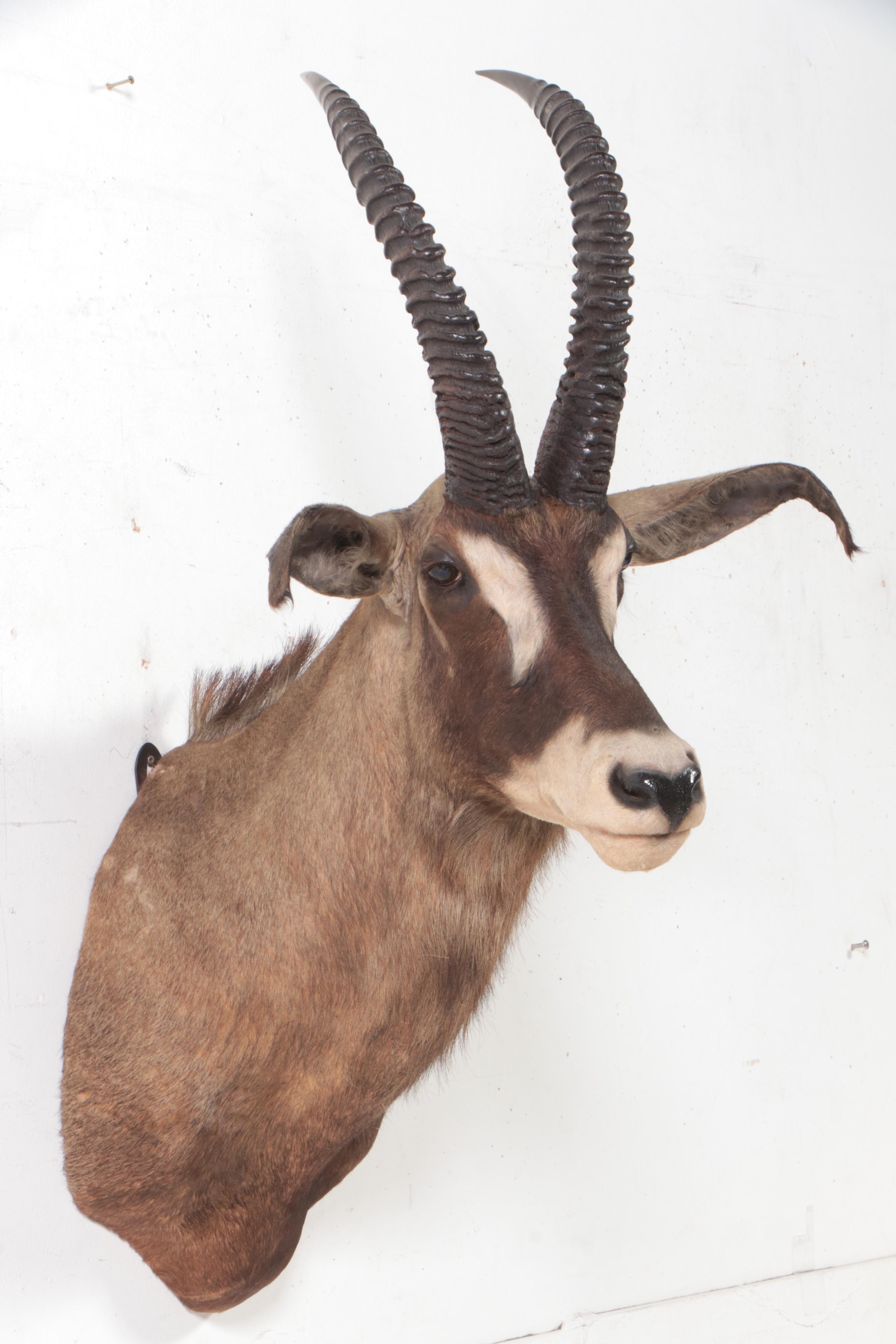 Taxidermy Roan Antelope Shoulder Mount | EBTH
