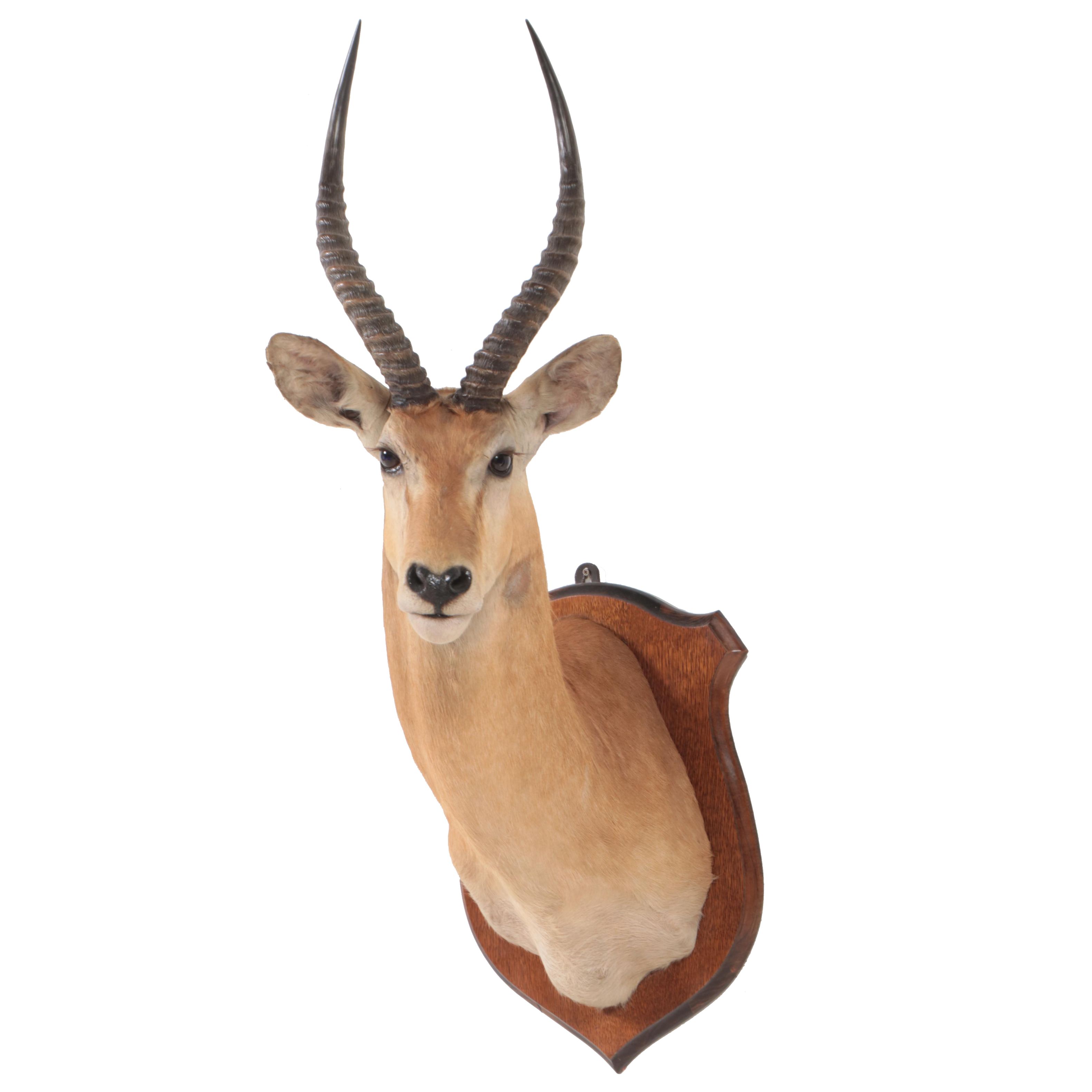 Taxidermy Common Lechwe Shoulder Mount | EBTH
