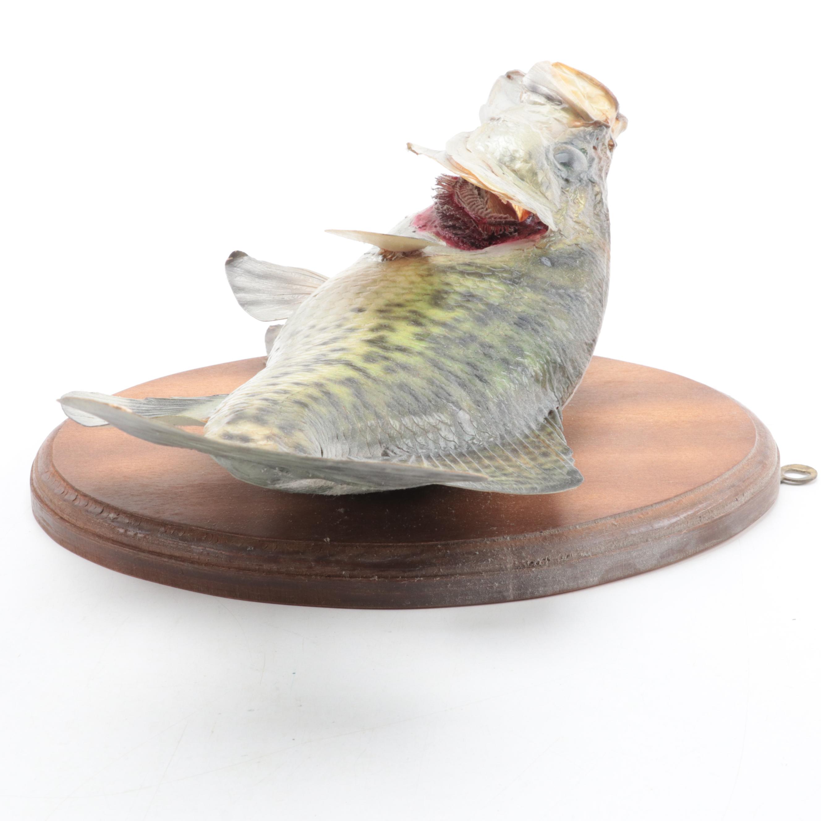 Taxidermy Trophy Black Crappie Full Body Mount | EBTH