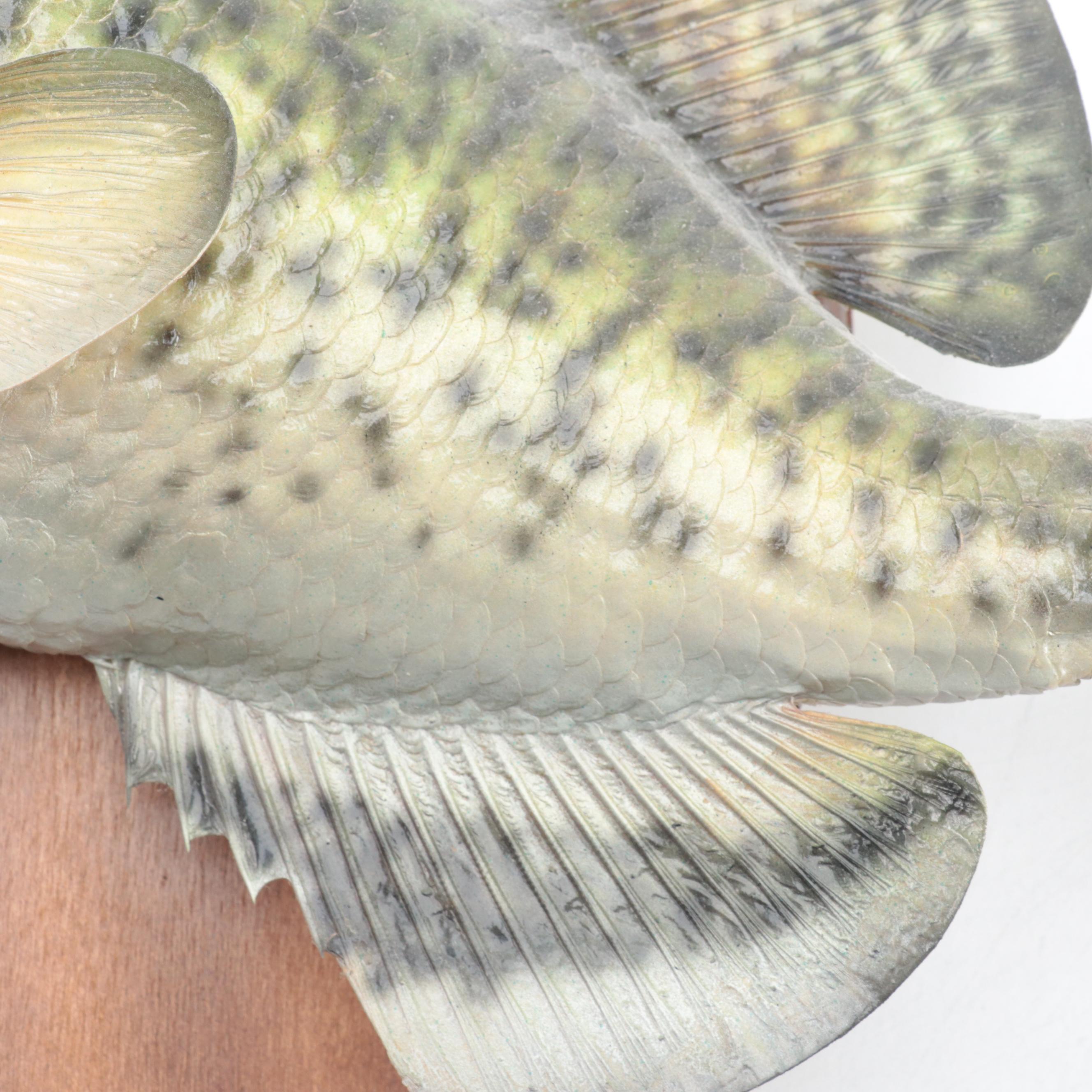 Taxidermy Trophy Black Crappie Full Body Mount | EBTH