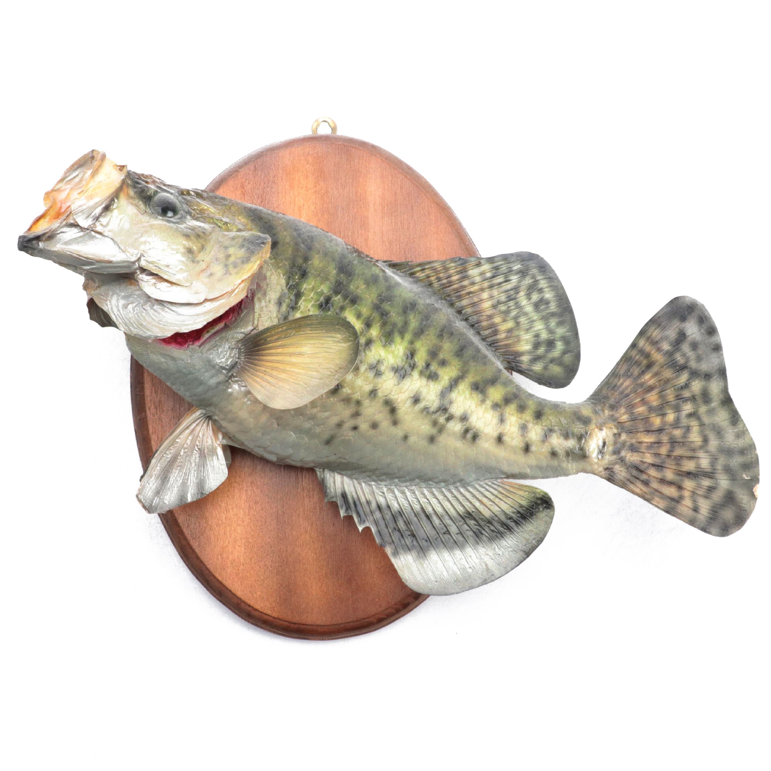 Taxidermy Trophy Black Crappie Full Body Mount | EBTH