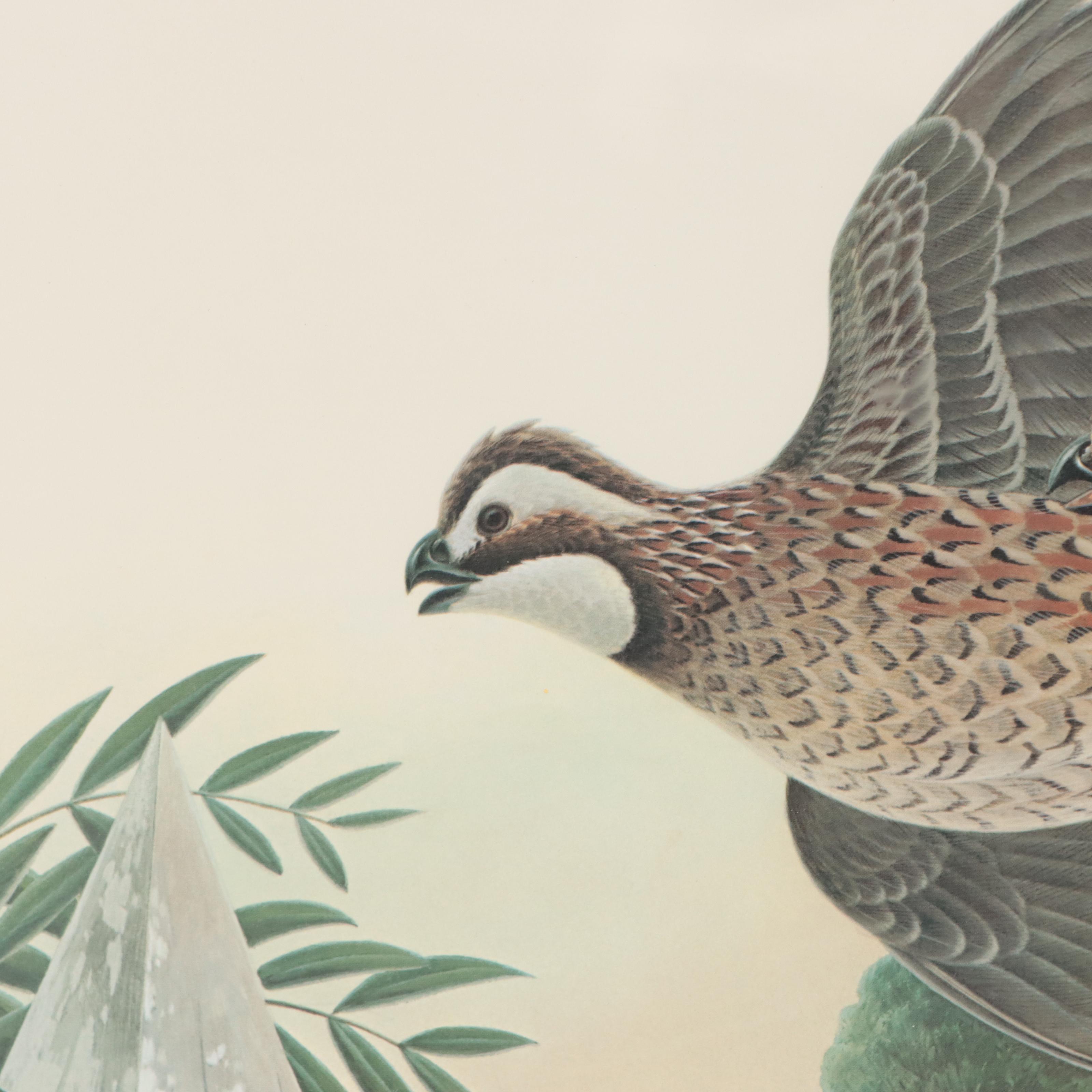 John Ruthven Offset Lithograph "Bob White Quail," Late 20th Century | EBTH