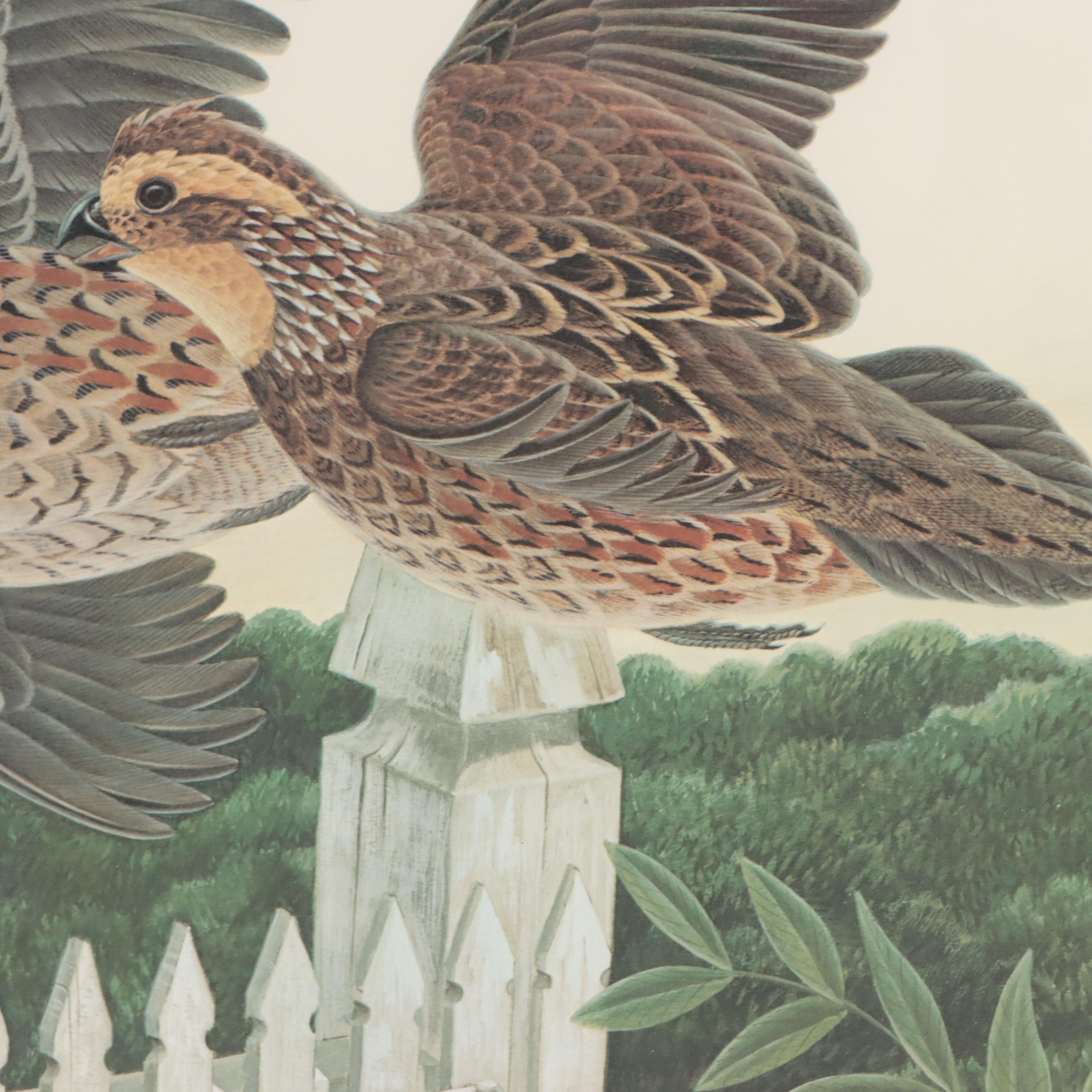 John Ruthven Offset Lithograph "Bob White Quail," Late 20th Century | EBTH