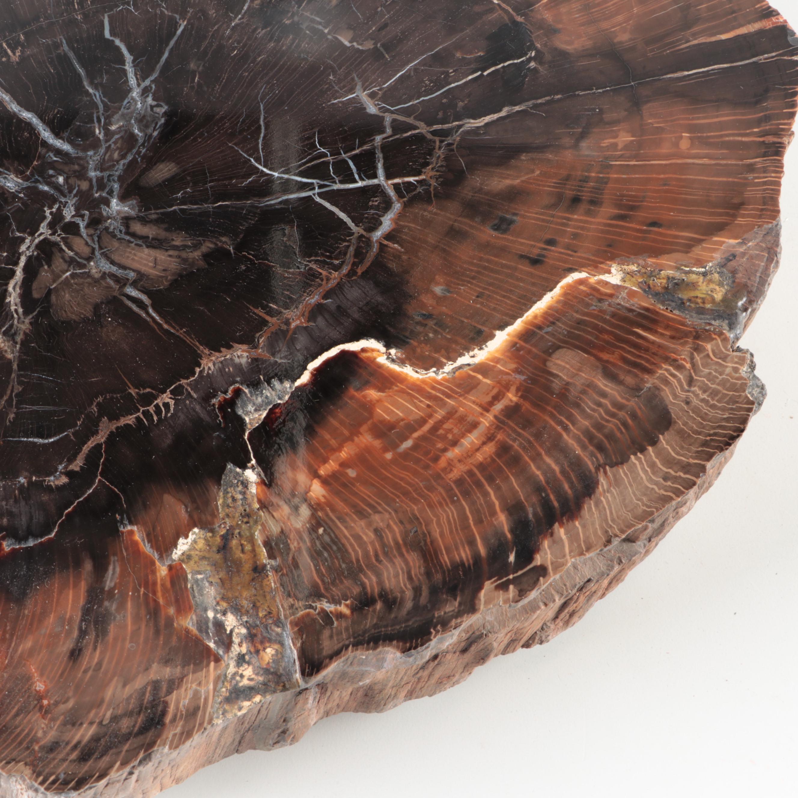 Polished Petrified Fossil Slab | EBTH