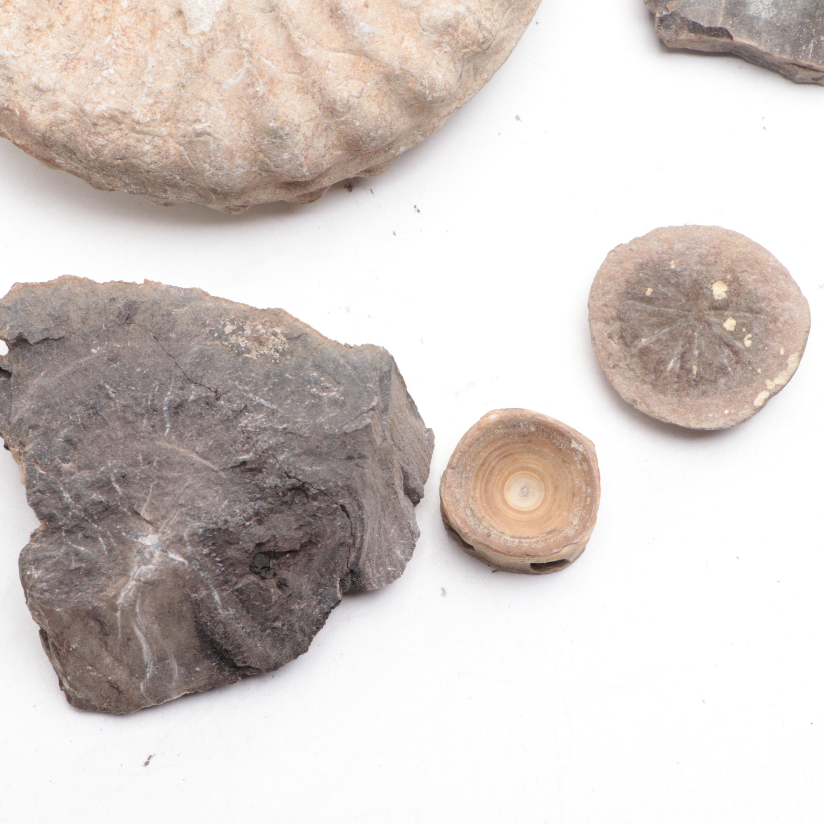 Fossil Ammonoids, Petrified Wood and More Specimens | EBTH