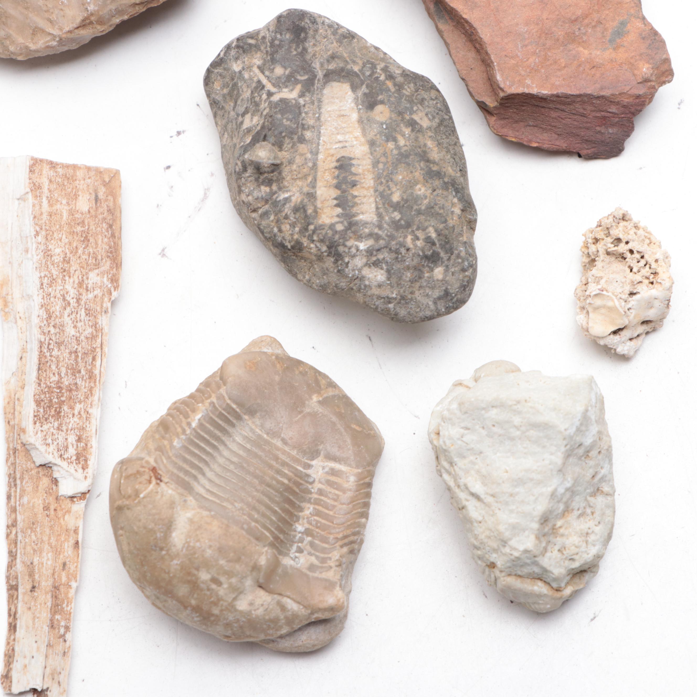Fossil Ammonoids, Petrified Wood and More Specimens | EBTH