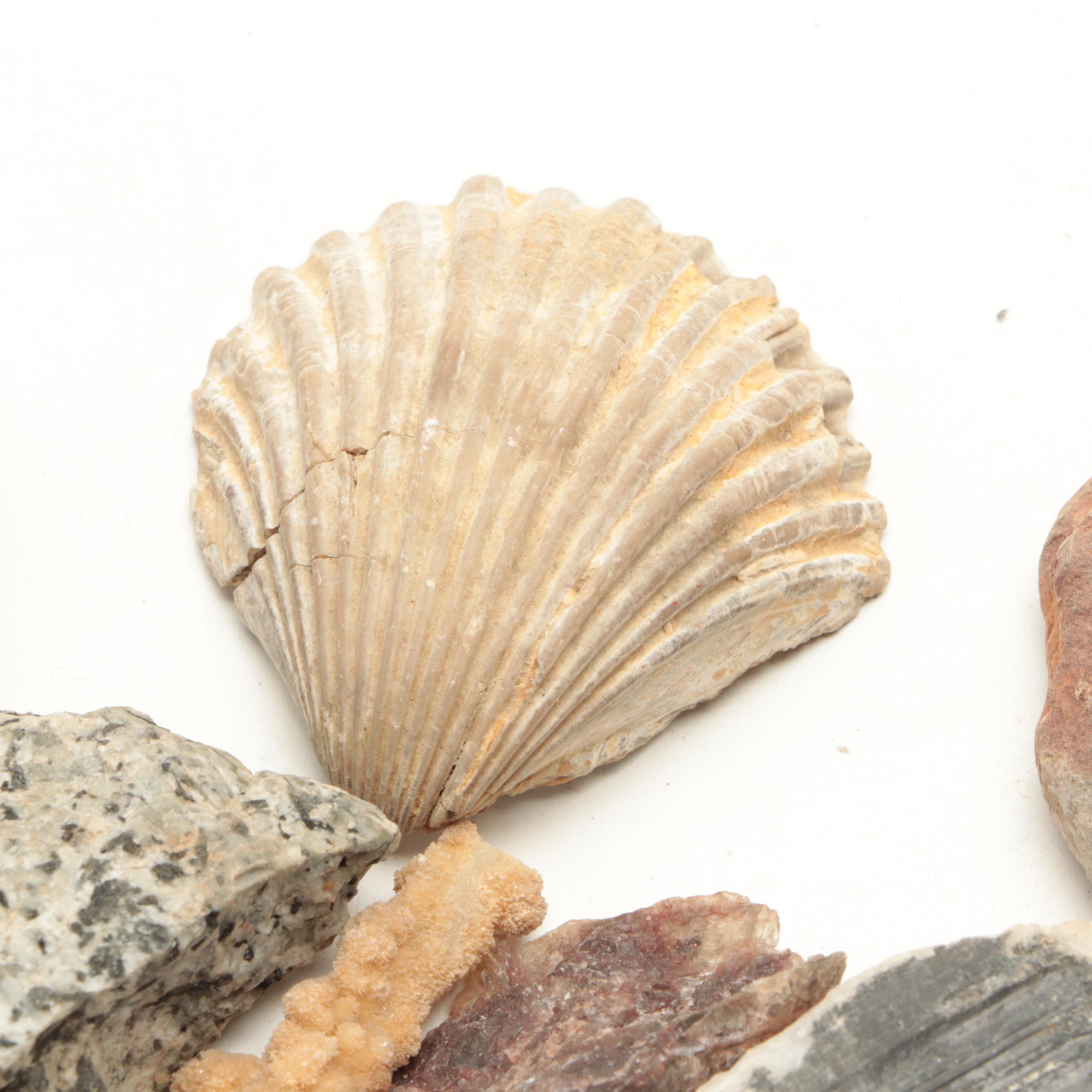 Fossil Coral, Bivalve Fossil, Trilobite and Other Fossil and Mineral ...