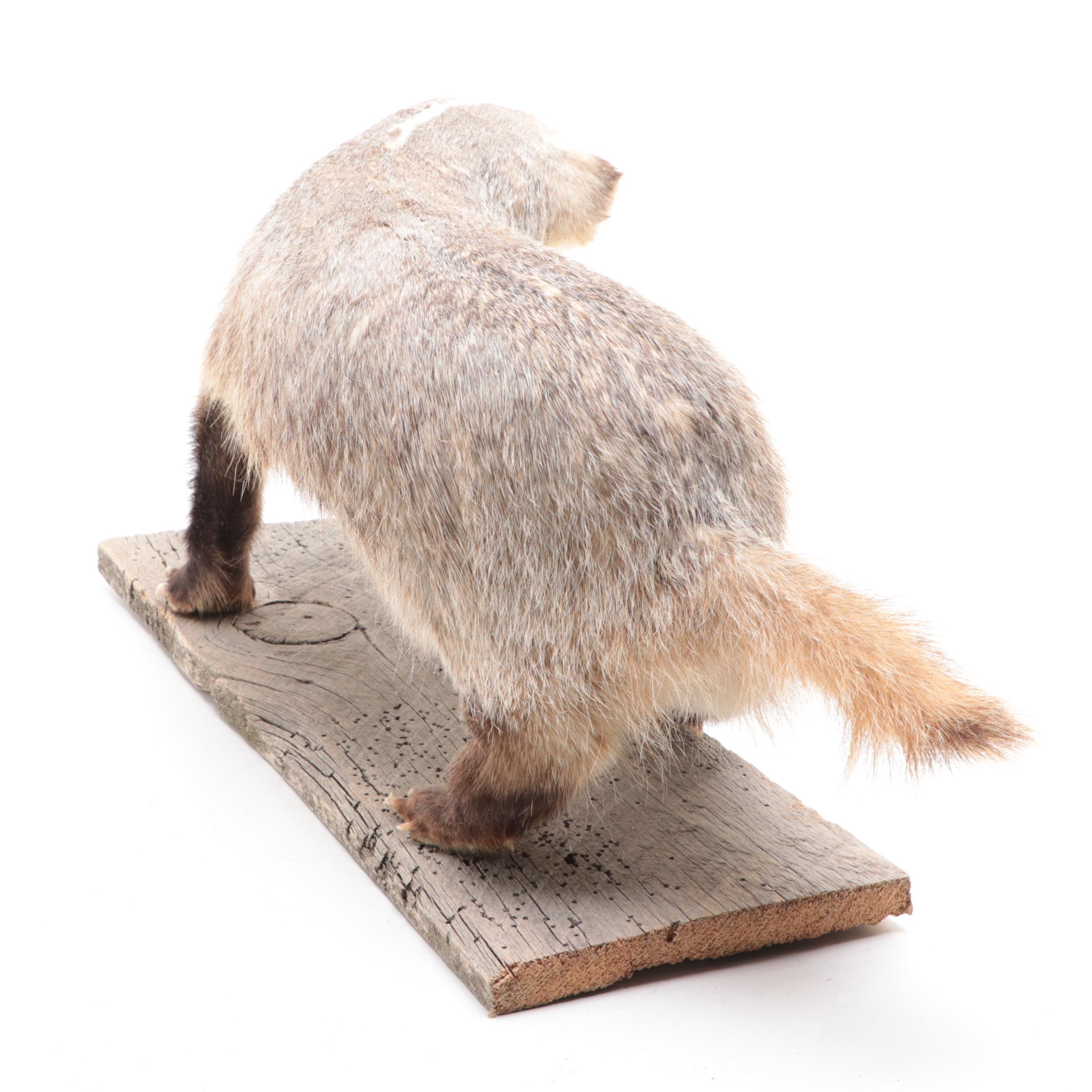 Taxidermy Badger Full-Body Mount | EBTH