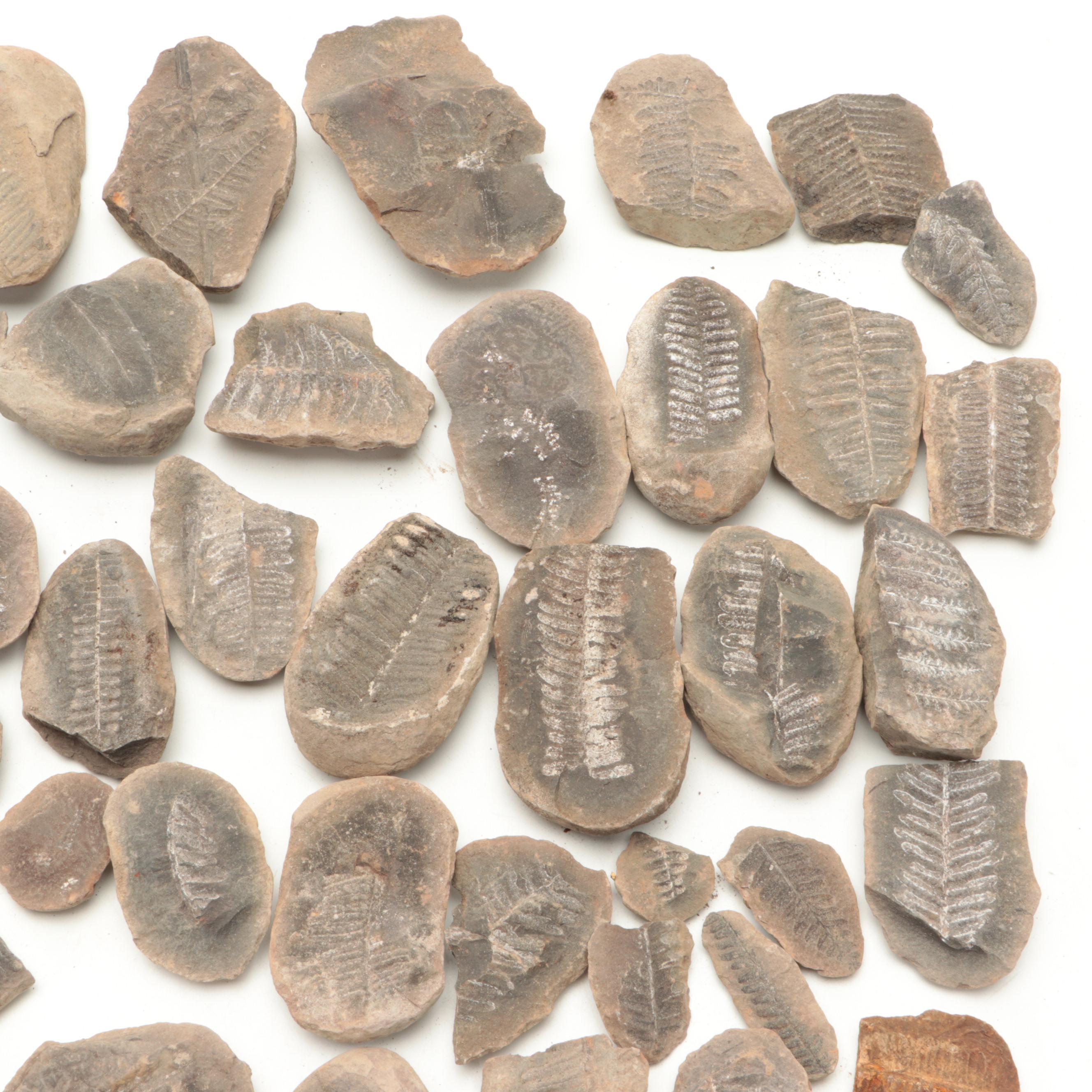 Collection of Fern Fossil and Other Trace Plant Fossil Specimens | EBTH