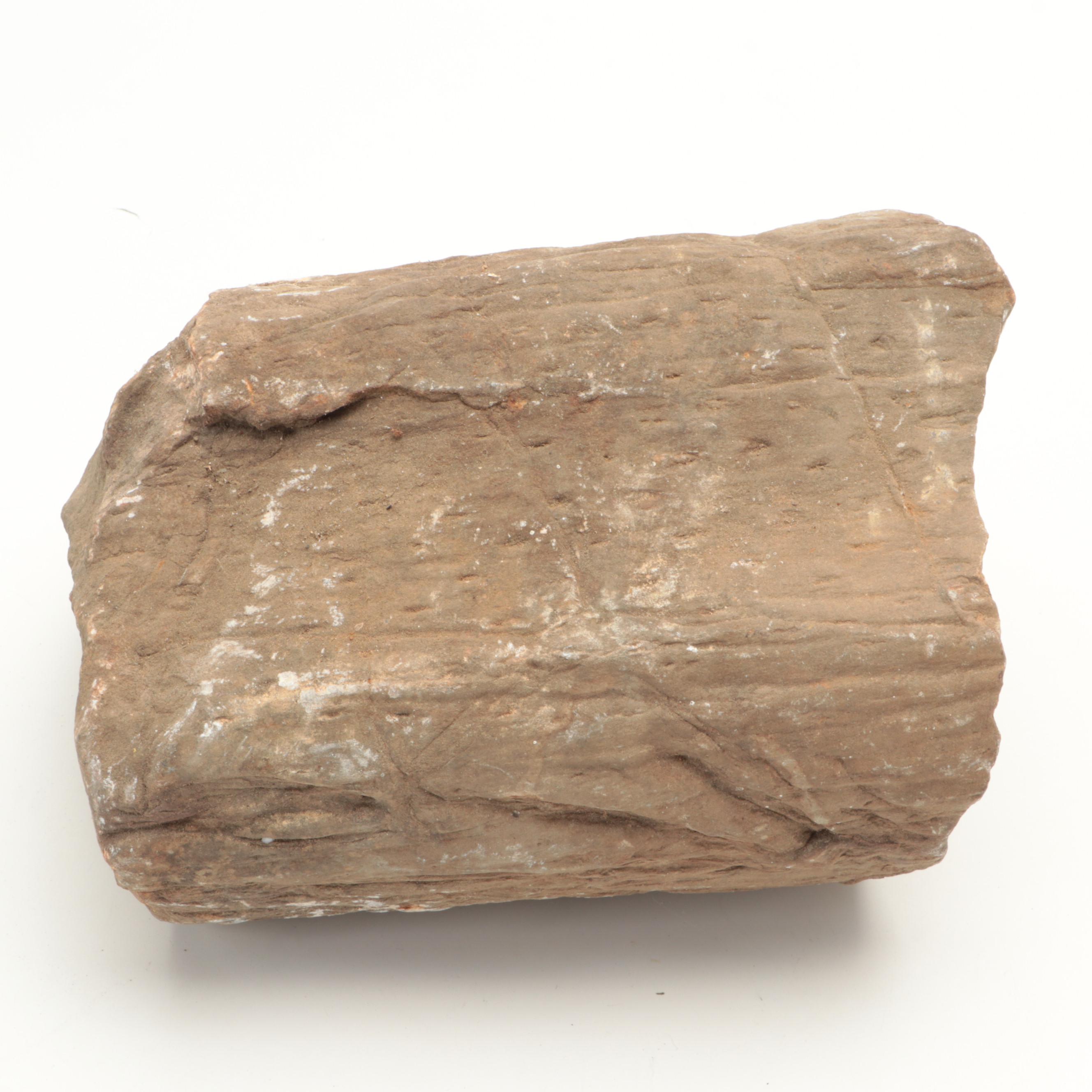 Petrified Wood Specimens | EBTH