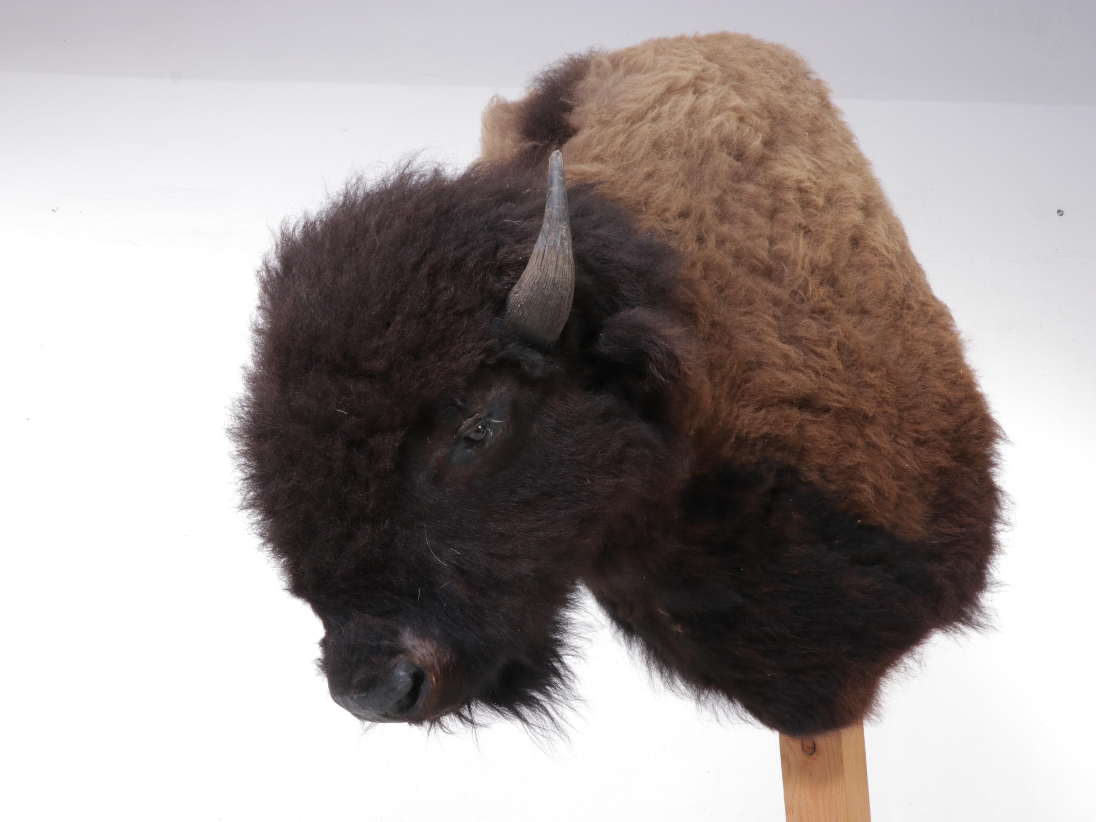Taxidermy American Bison Shoulder Mount with Custom Pine Stand | EBTH