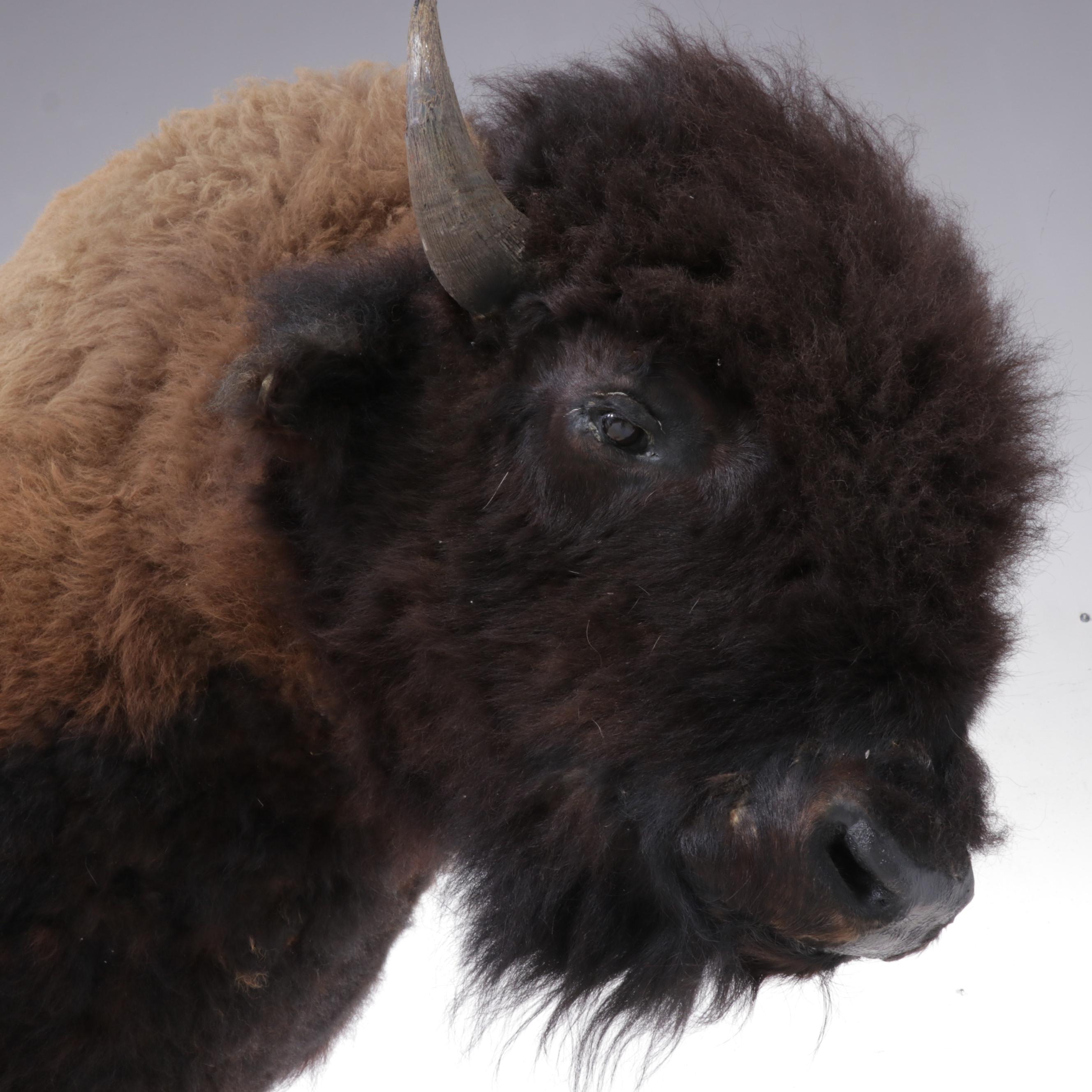 Taxidermy American Bison Shoulder Mount with Custom Pine Stand | EBTH