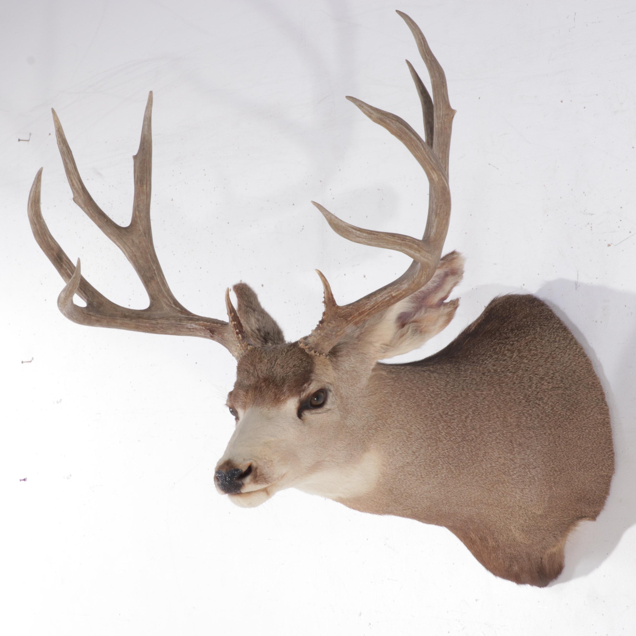 Taxidermy Mule Deer Shoulder Mount | EBTH