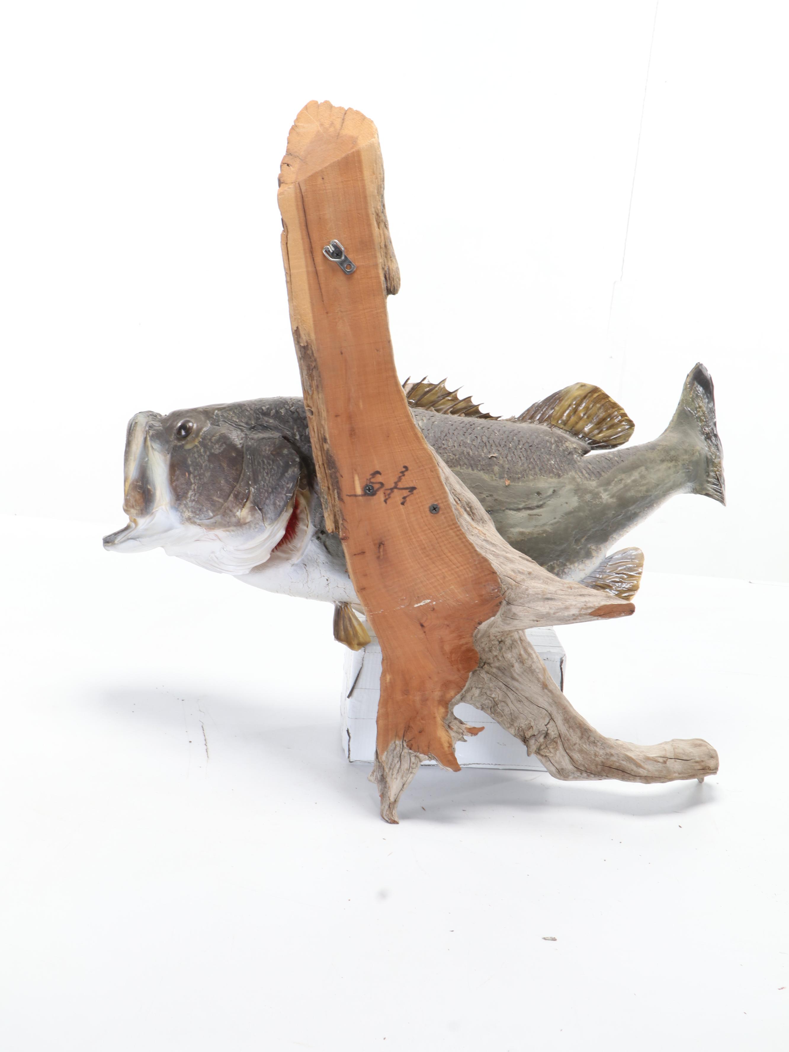 Taxidermy Largemouth Bass Full Body Mount on Driftwood | EBTH