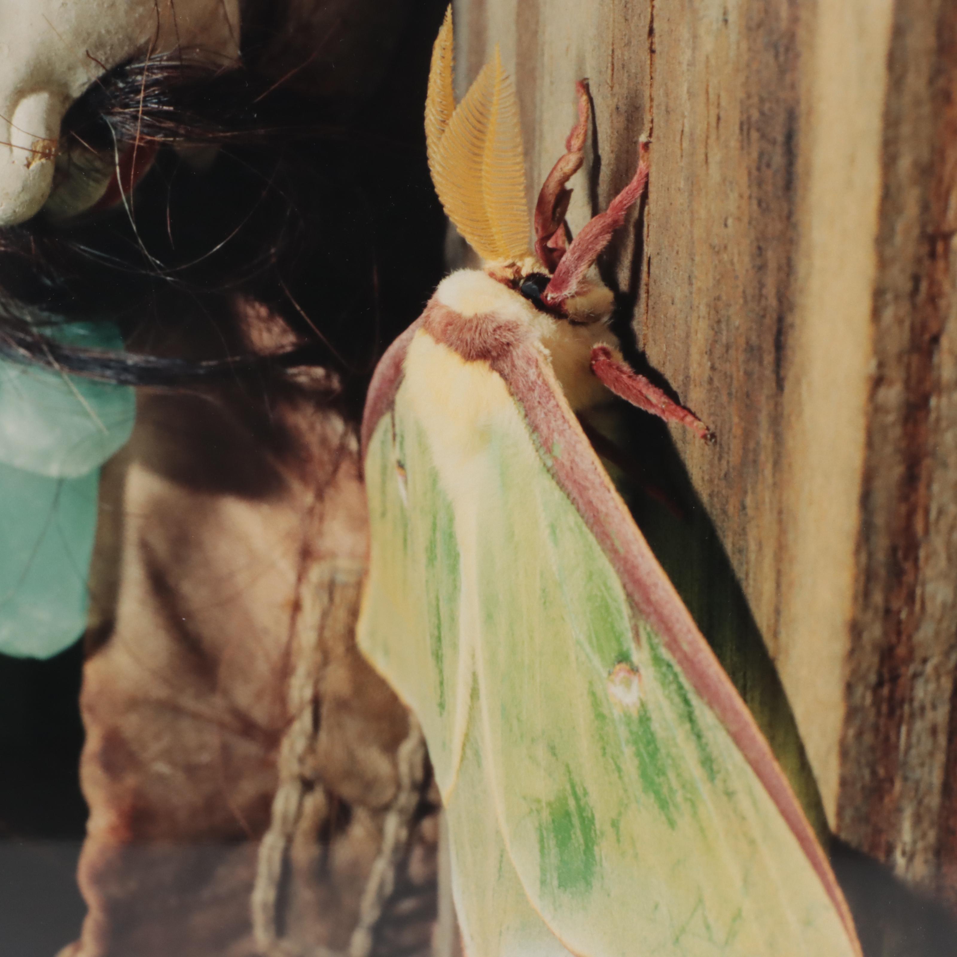 Cara Judea Alhadeff Chromogenic Photograph "Now (Luna Moth)," Late 20th ...