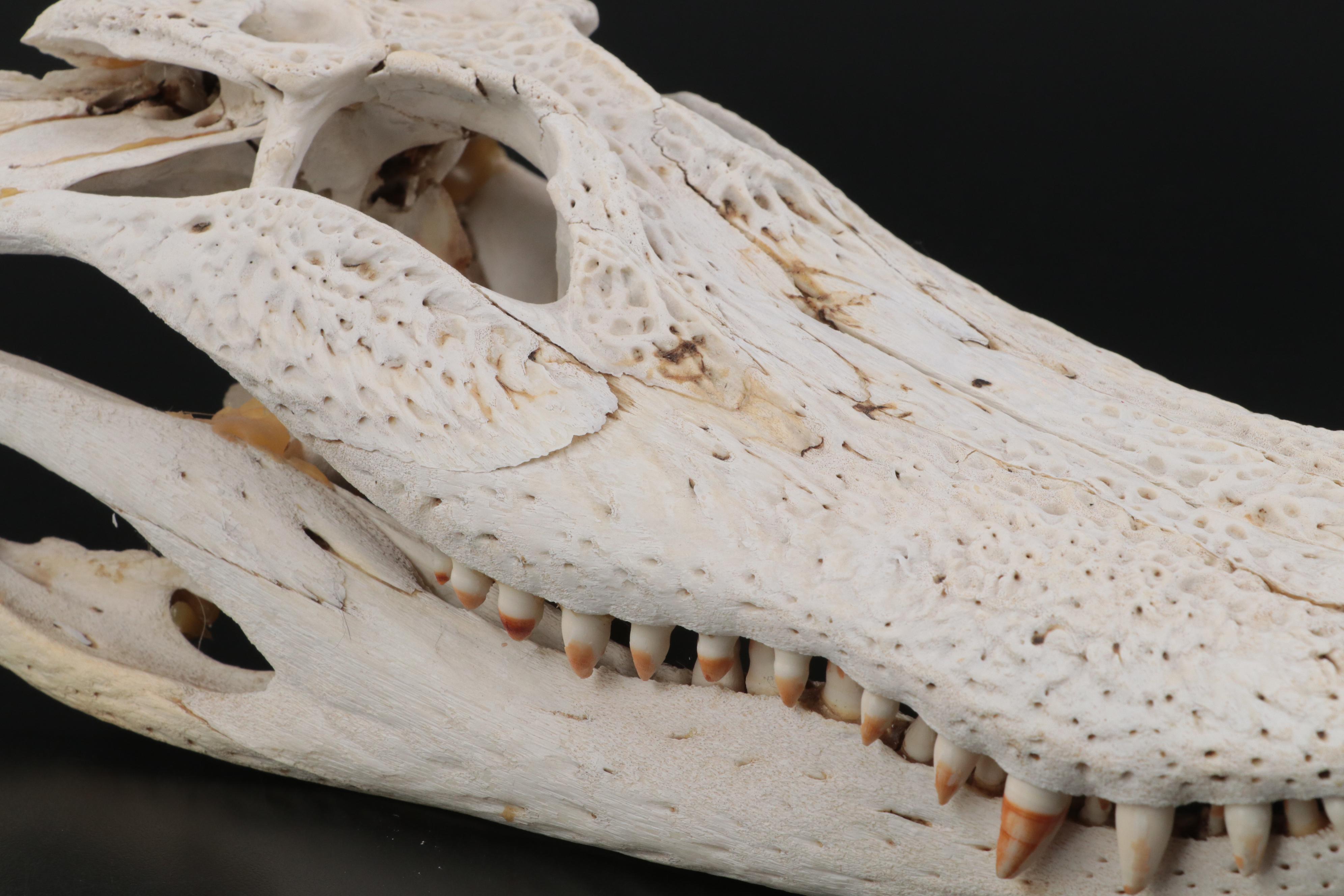 American Alligator Skull | EBTH