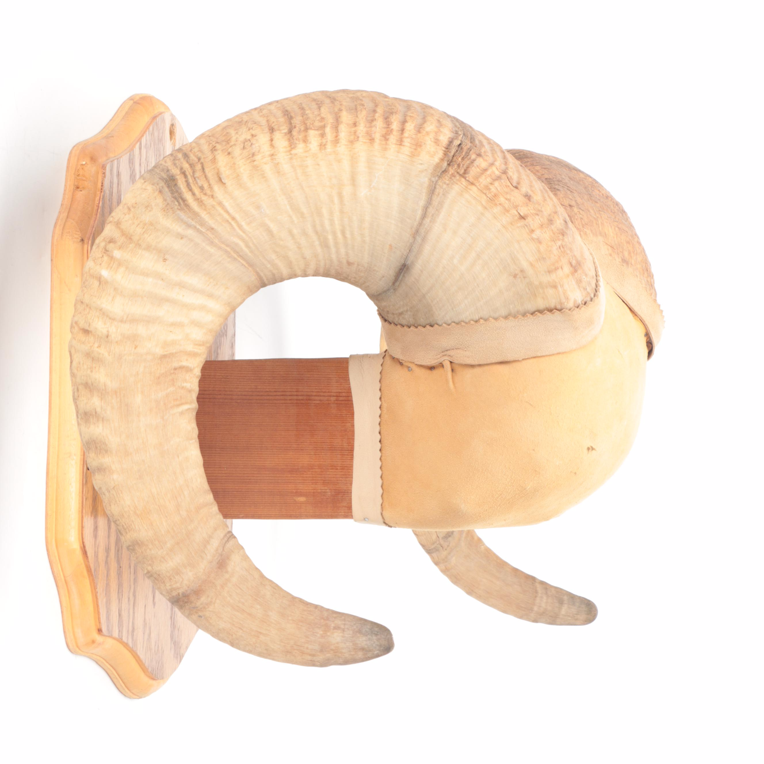 Bighorn Sheep Horns Mounted on Oak Plaque | EBTH