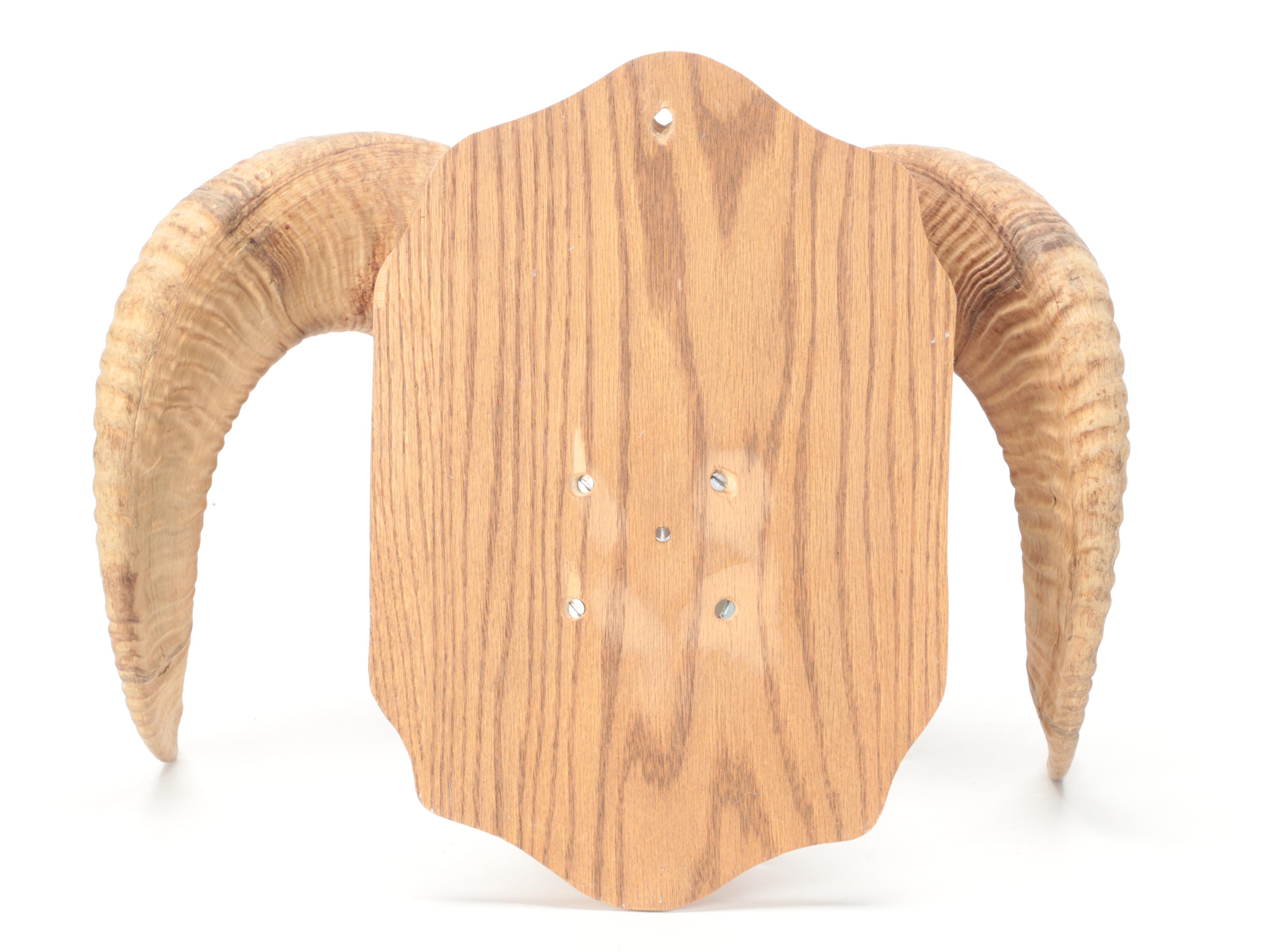 Bighorn Sheep Horns Mounted on Oak Plaque | EBTH