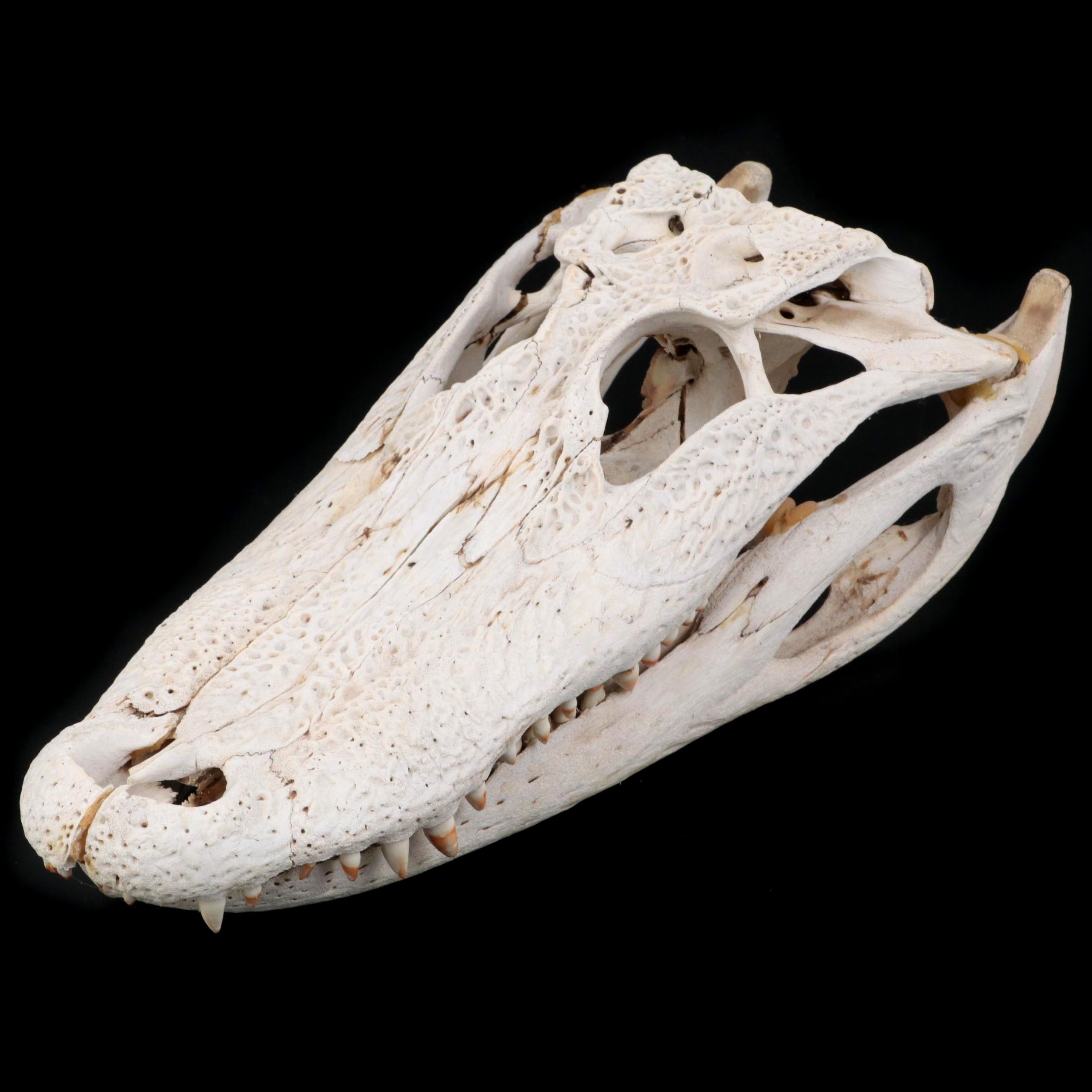 American Alligator Skull | EBTH