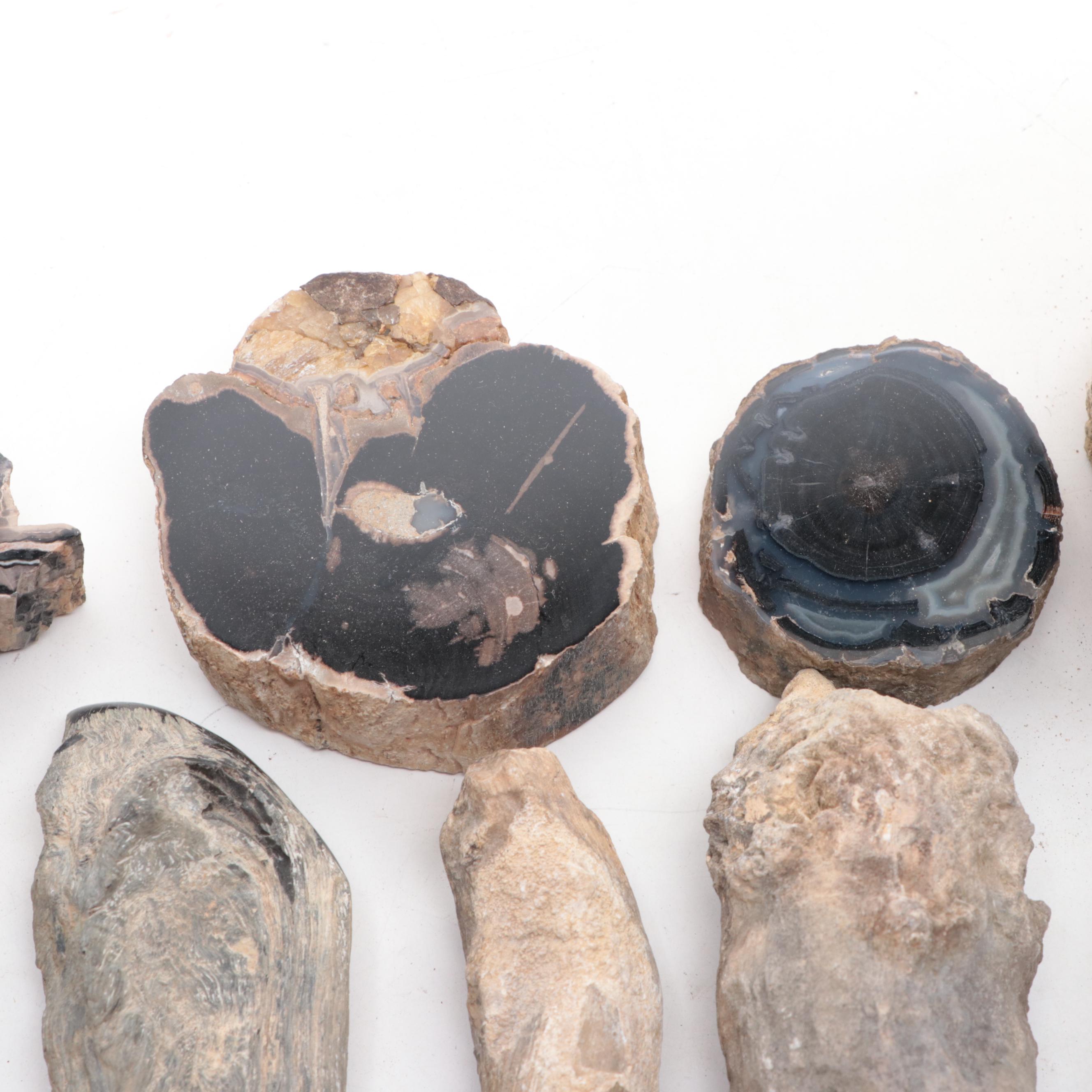 Agatized and Petrified Wood Specimens and Fragments | EBTH
