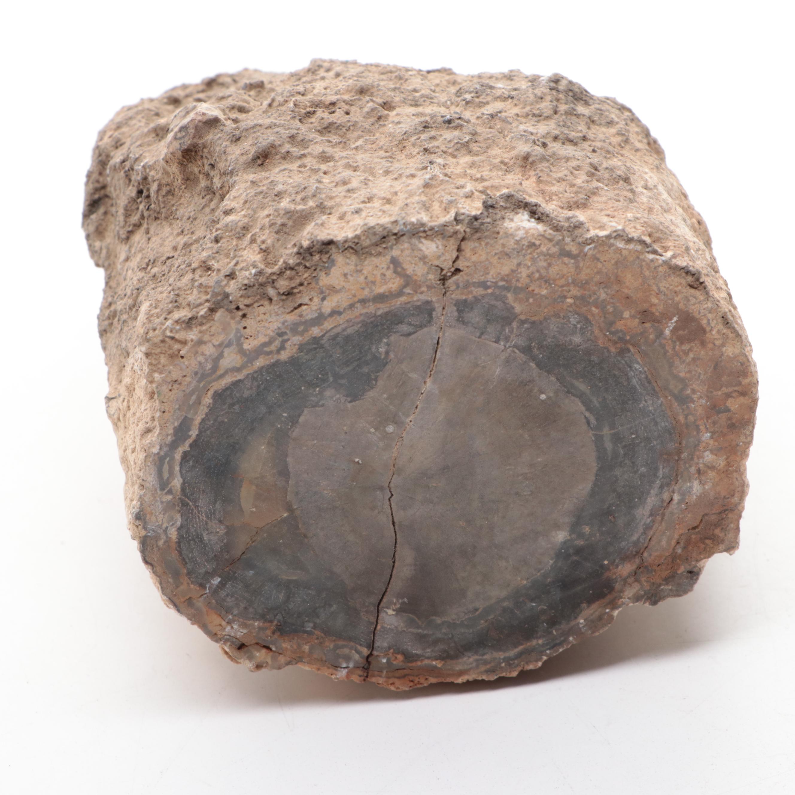 Agatized and Petrified Wood Specimens and Fragments | EBTH