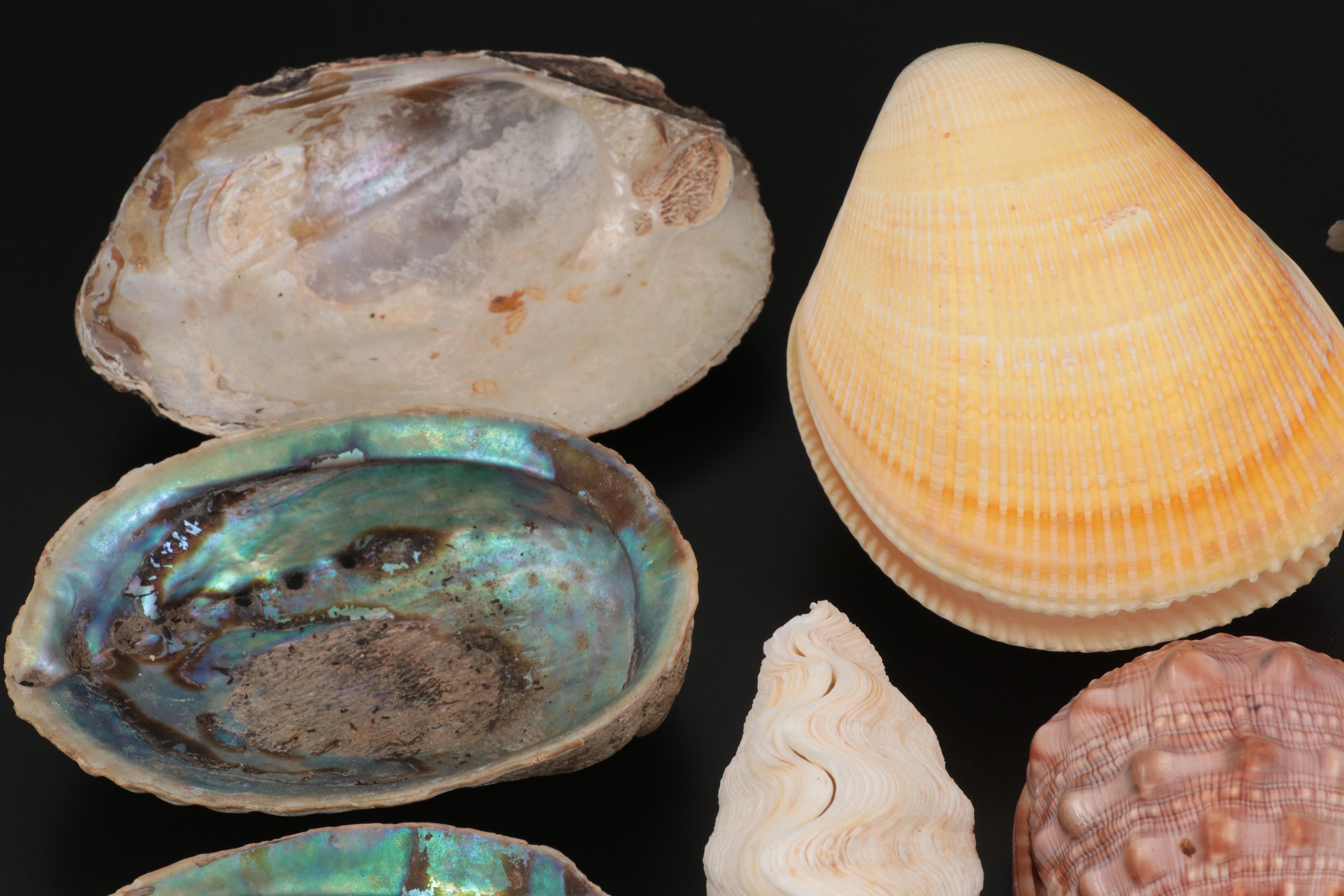 Abalone, Scallop Shells, Giant Clam Shells, Spider Conchs, Augers, More ...