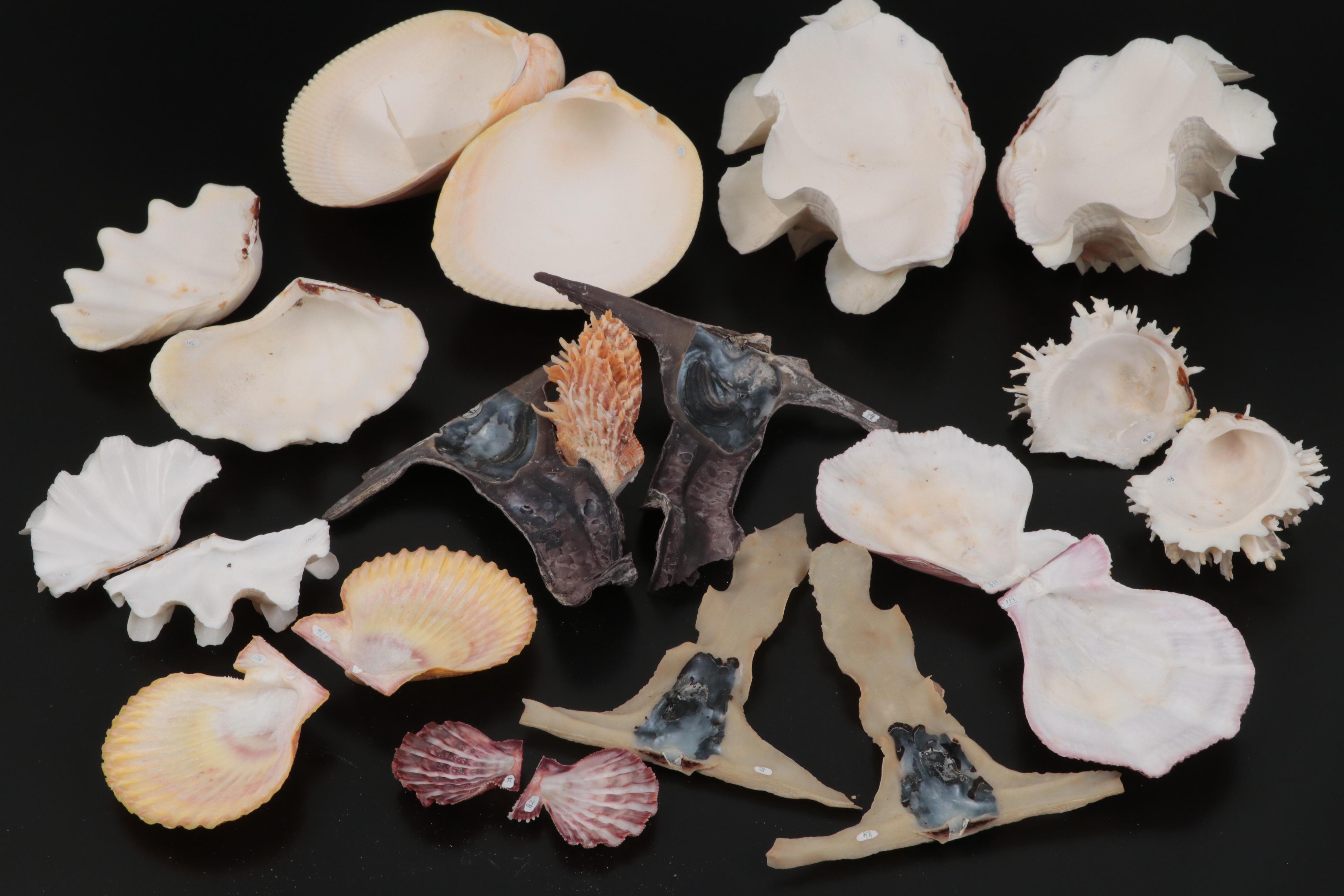 Abalone, Scallop Shells, Giant Clam Shells, Spider Conchs, Augers, More ...