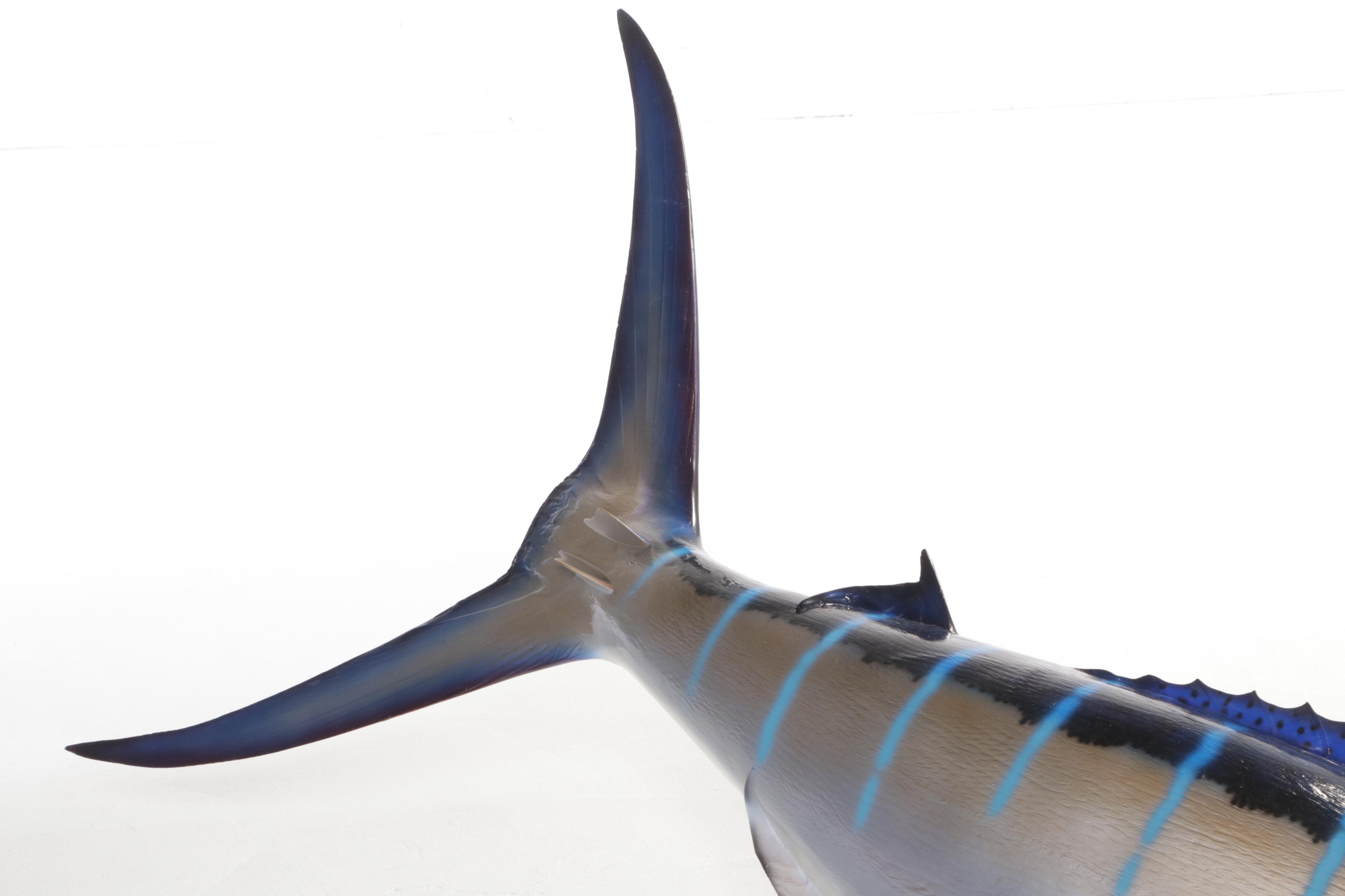 Taxidermy Atlantic Blue Marlin Fiberglass Replica | EBTH