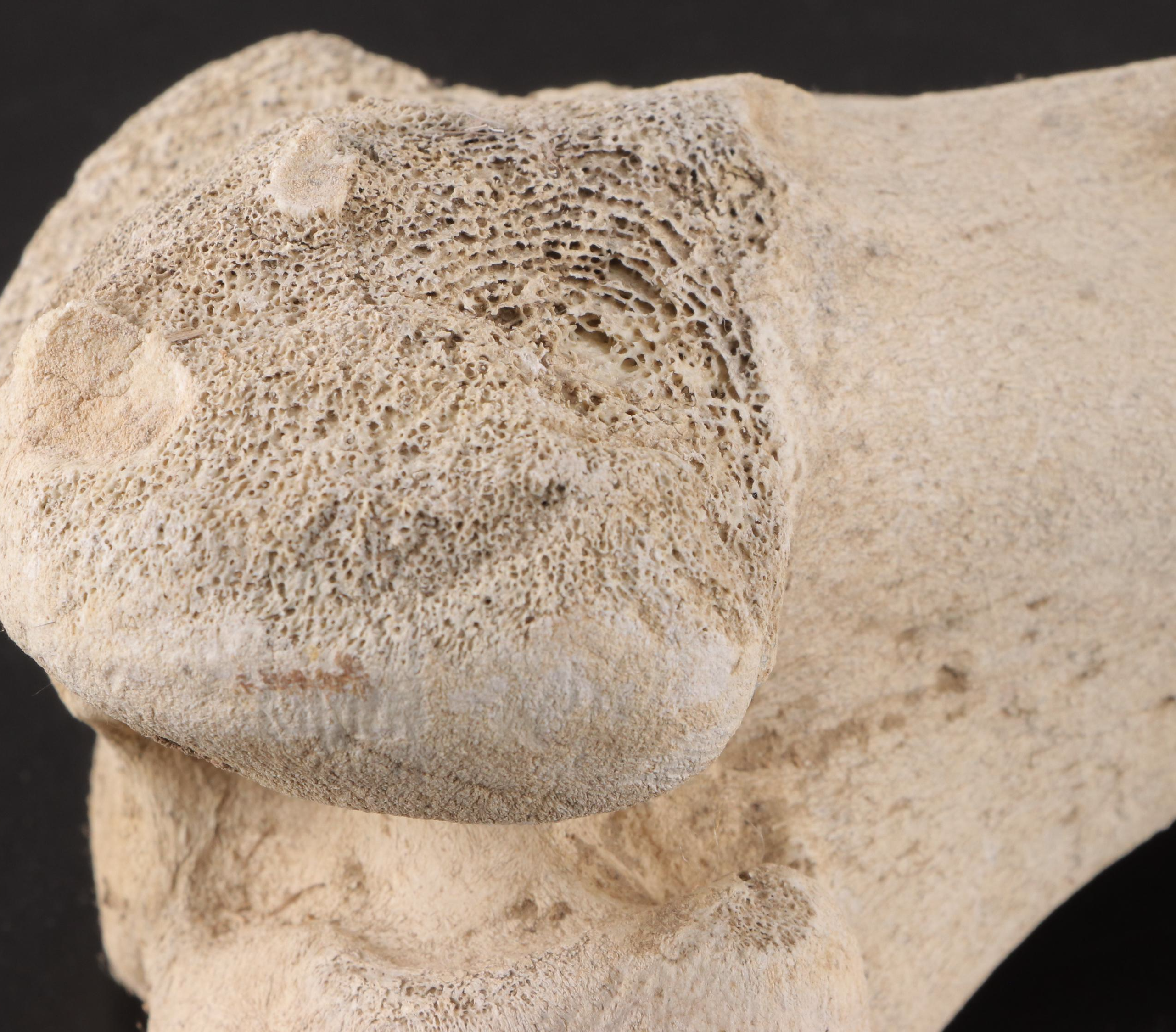 Partial Fossil Long Bones | EBTH