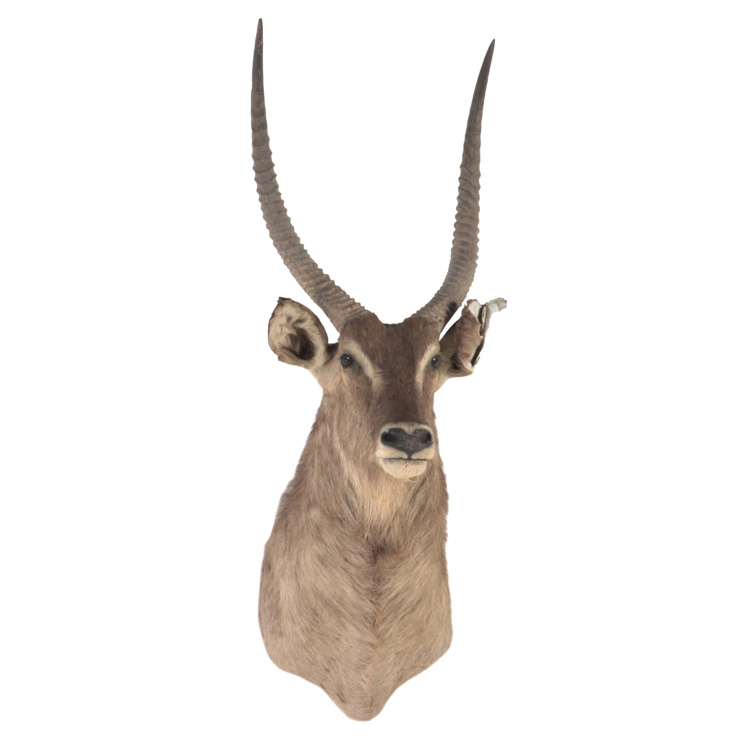 African Waterbuck Shoulder Mount Taxidermy | EBTH